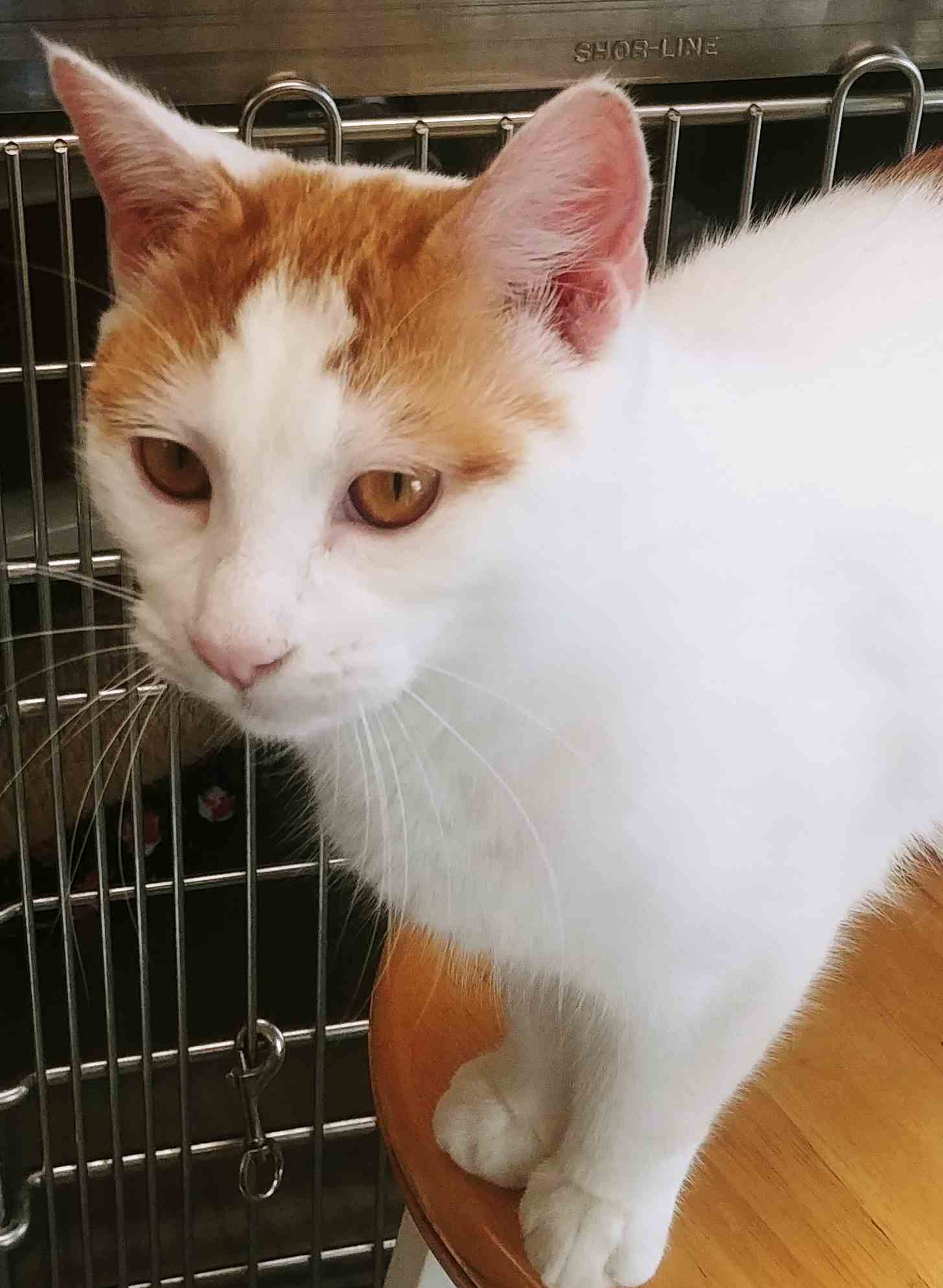 Cats for Adoption in Chelmsford, Massachusetts | Alpha Paw