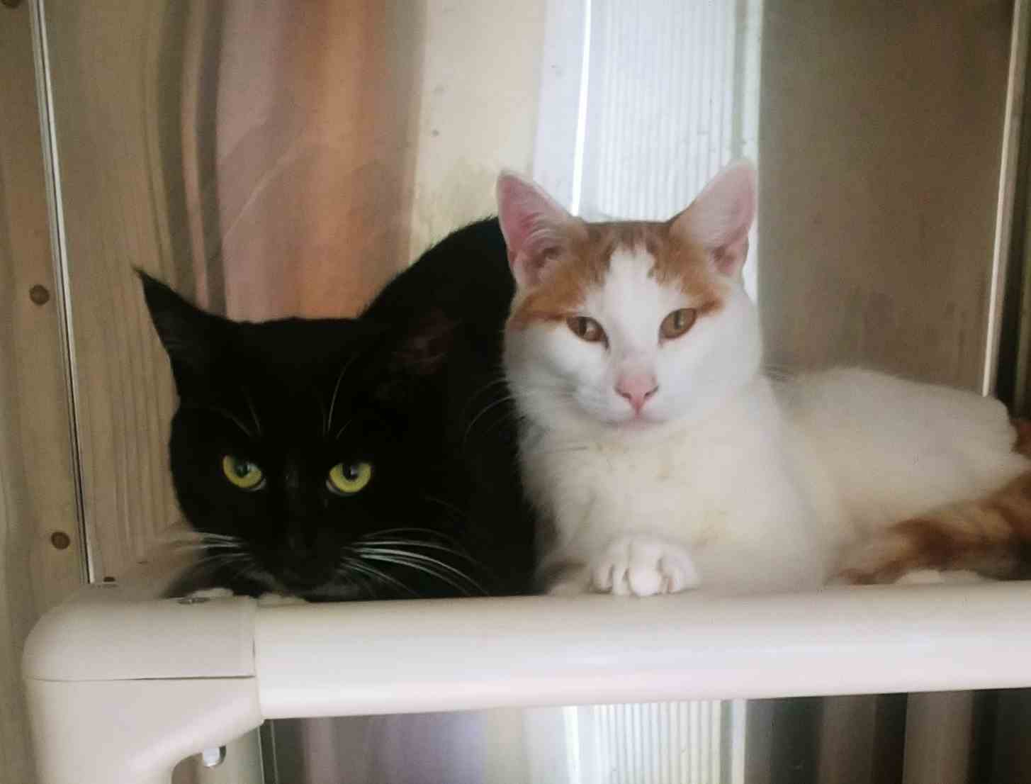 Cats for Adoption in Chelmsford, Massachusetts | Alpha Paw