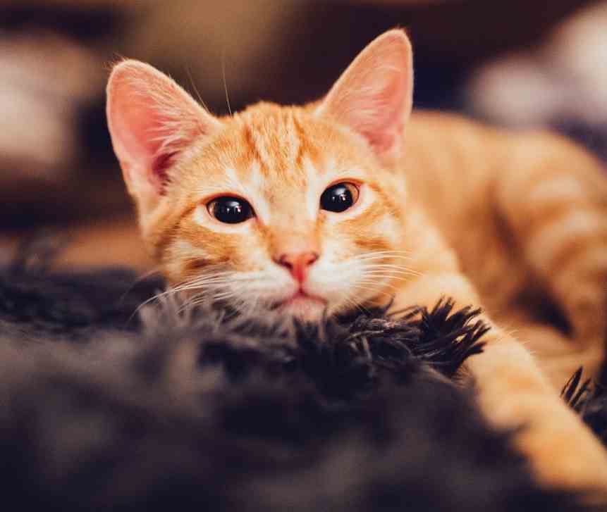 Cats for Adoption in Boston, Massachusetts | Alpha Paw