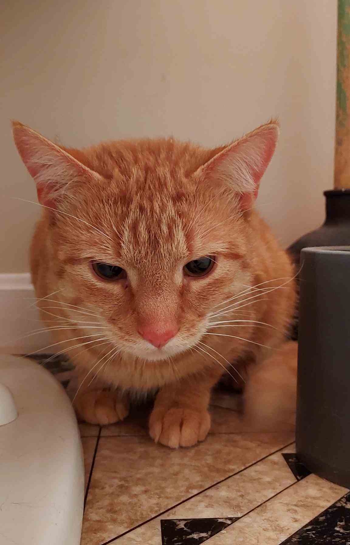 Cats for Adoption in Boston, Massachusetts | Alpha Paw
