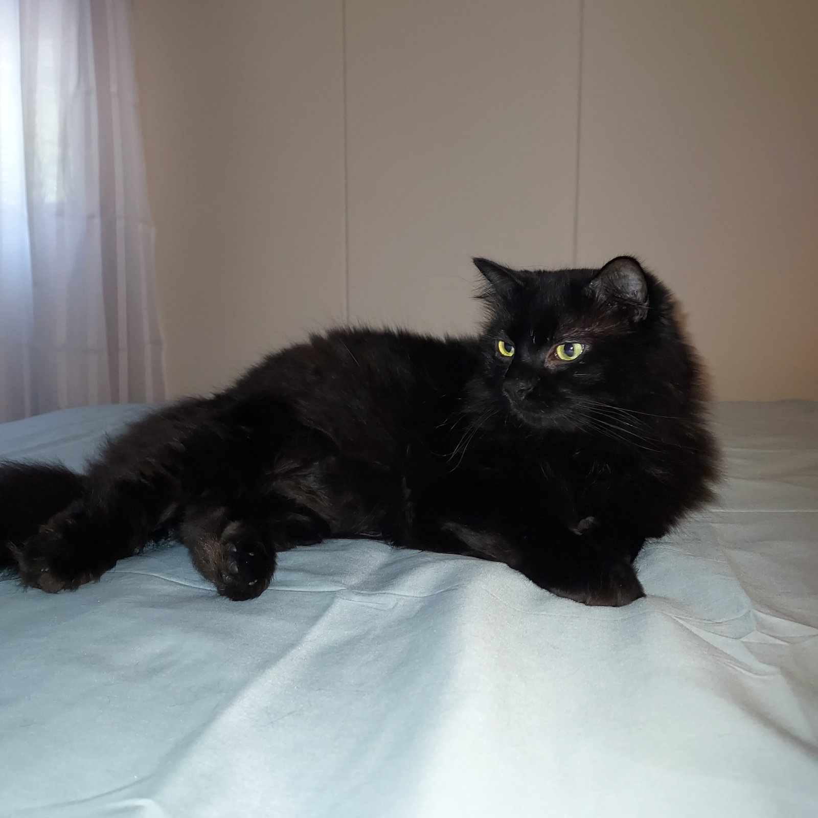 Cats for Adoption in West Bridgewater, Massachusetts | Alpha Paw