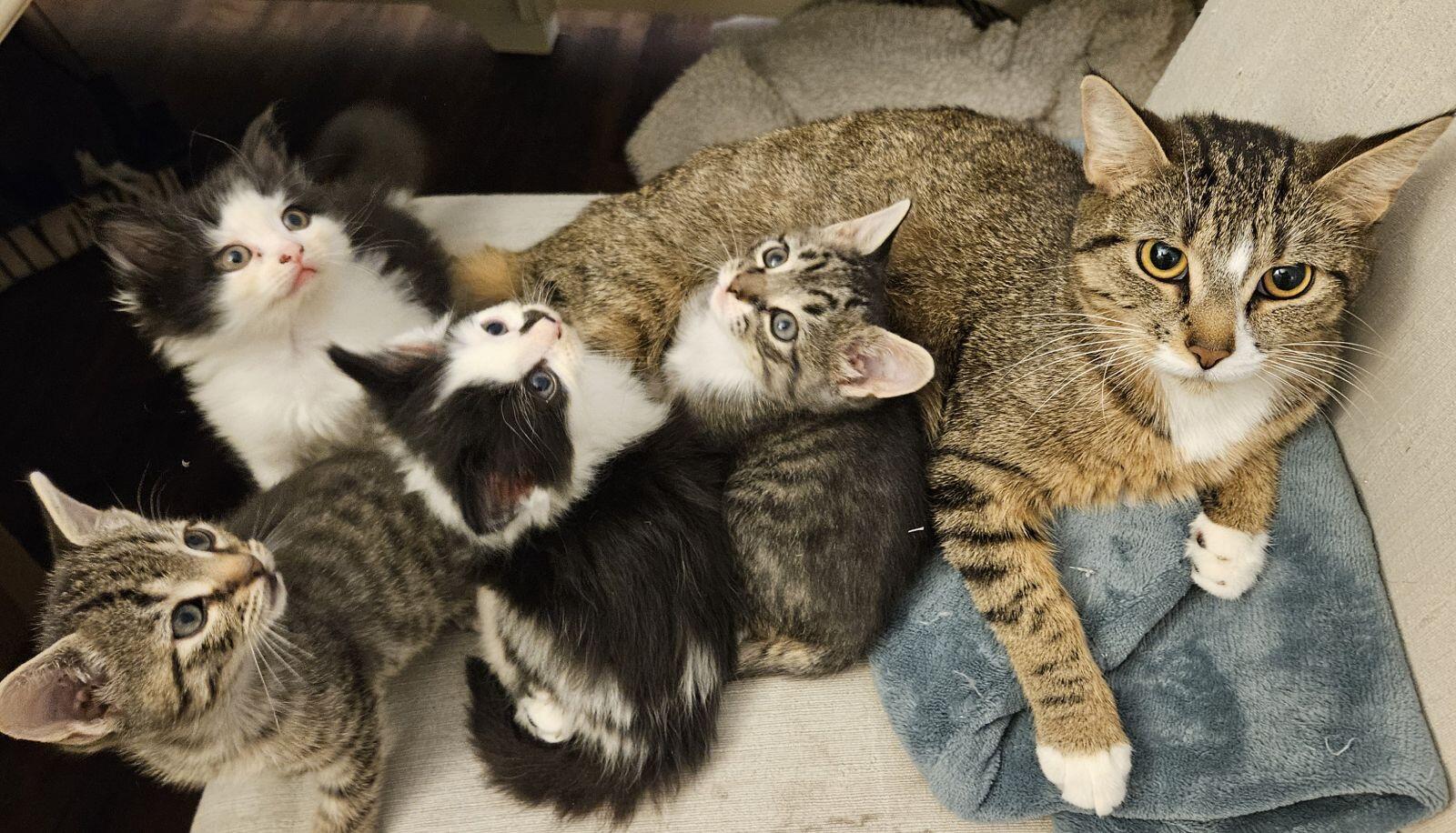 Cats for Adoption in North Brookfield, Massachusetts | Alpha Paw