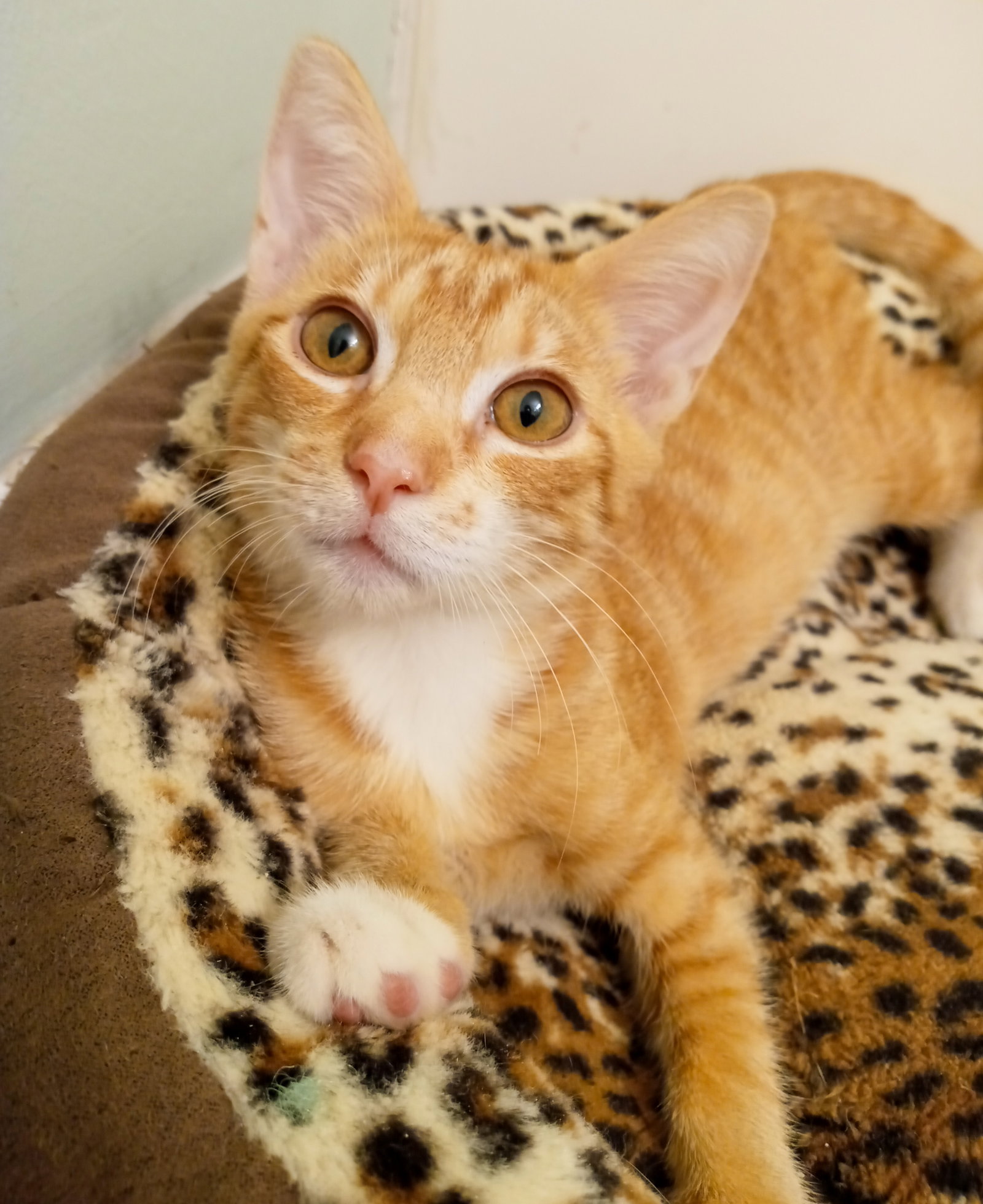 Cats for Adoption in Surfside, Florida | Alpha Paw