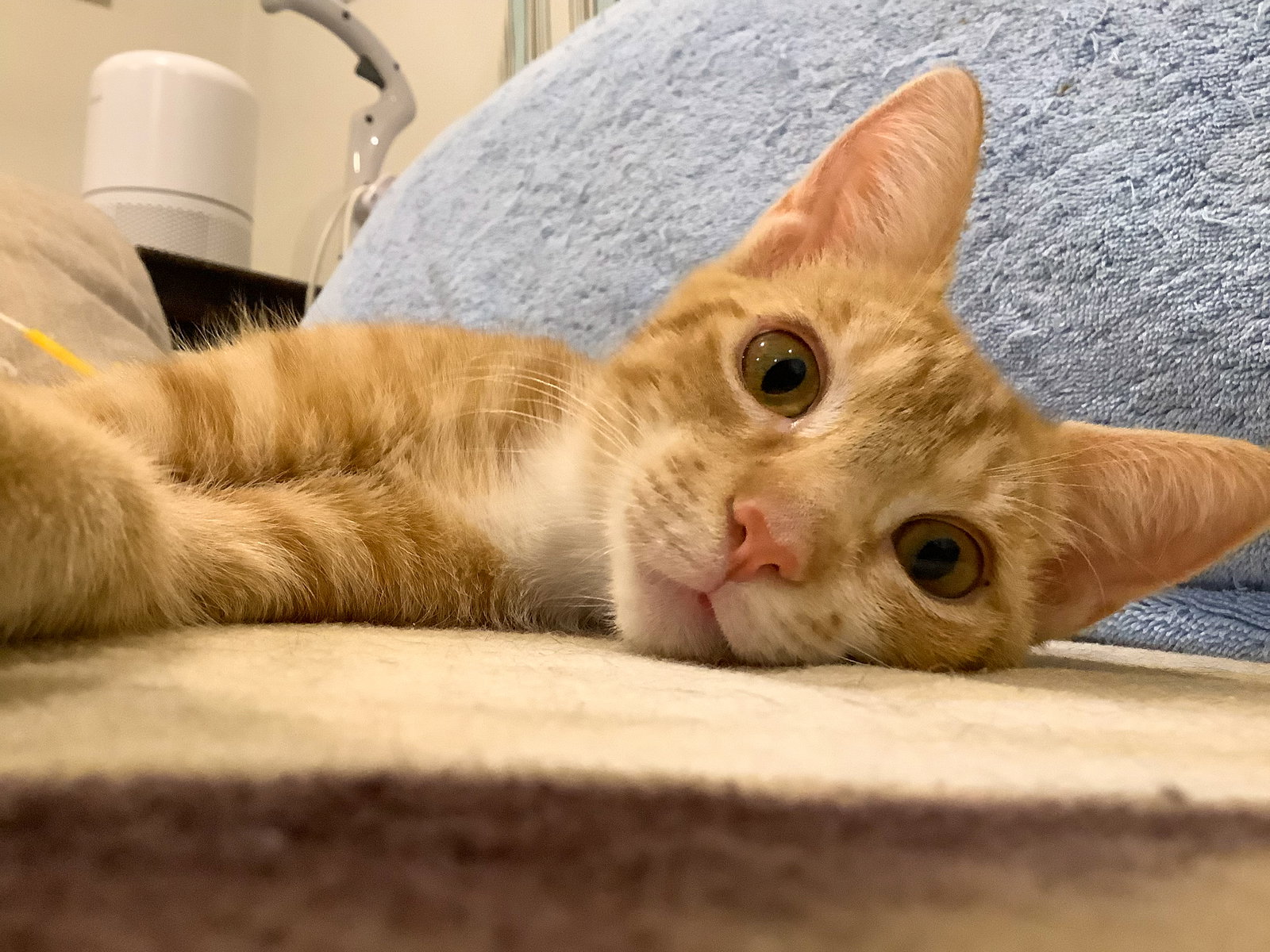 Cats for Adoption in Surfside, Florida | Alpha Paw
