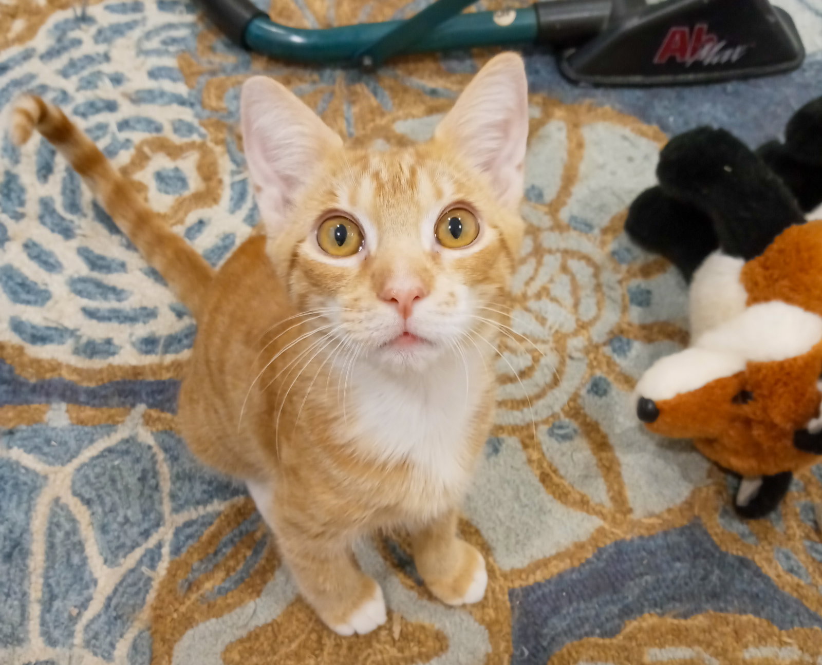 Cats for Adoption in Surfside, Florida | Alpha Paw