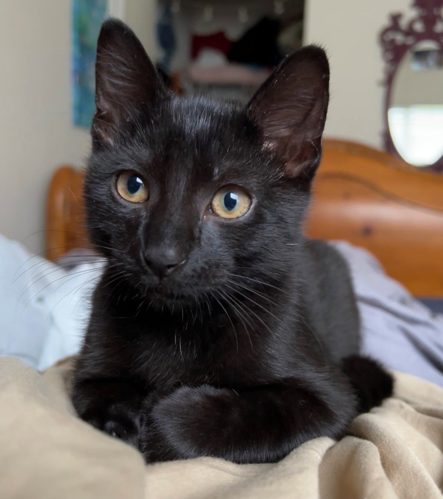 Cats for Adoption in Coral Terrace, Florida | Alpha Paw