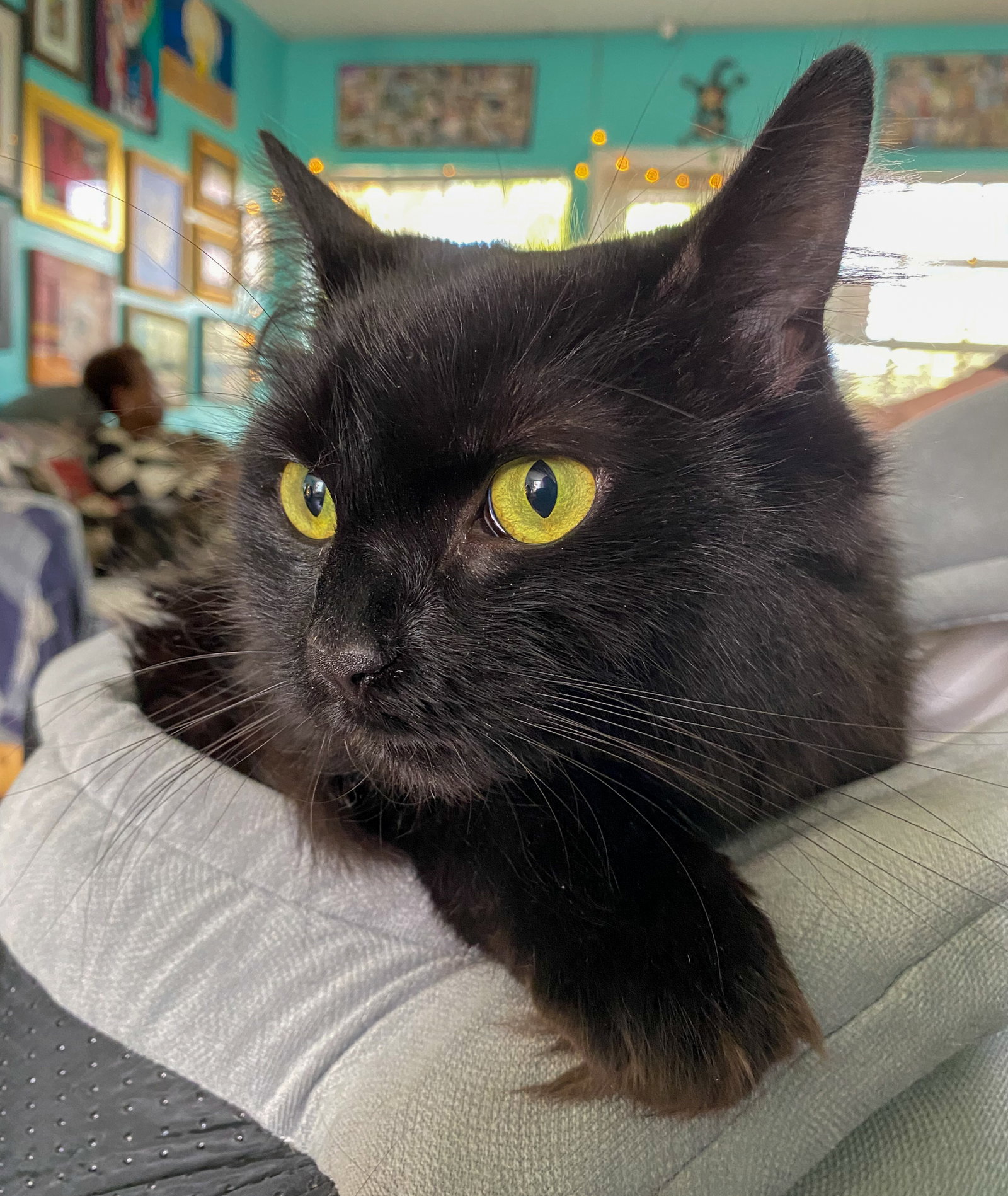 Cats for Adoption in Miami, Florida | Alpha Paw