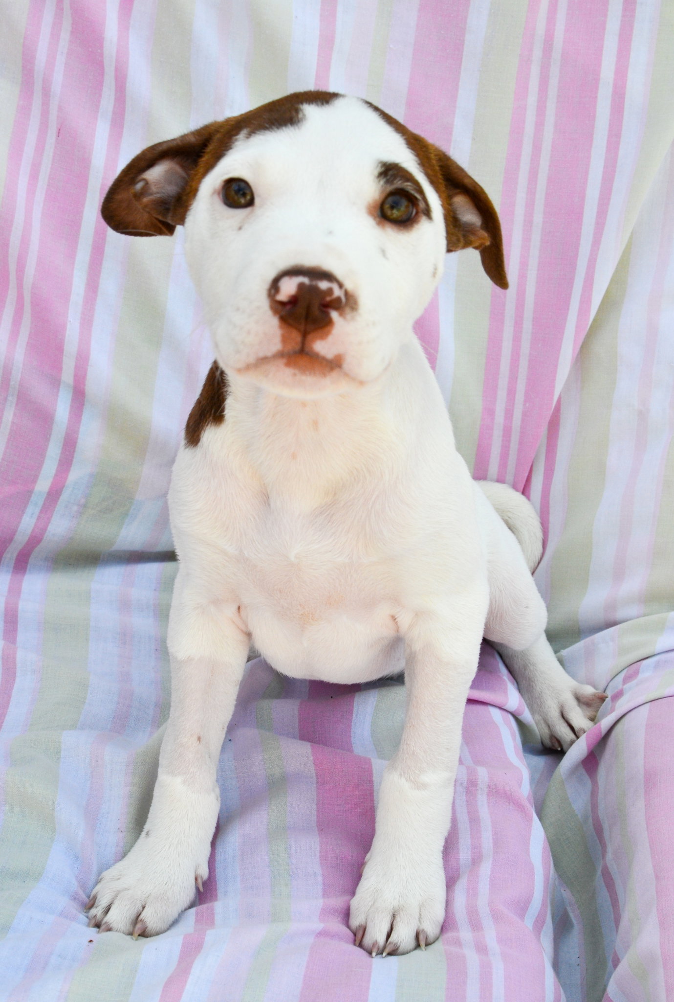 Dog for Adoption - Cha Cha, a American Pit Bull Terrier in Riviera ...