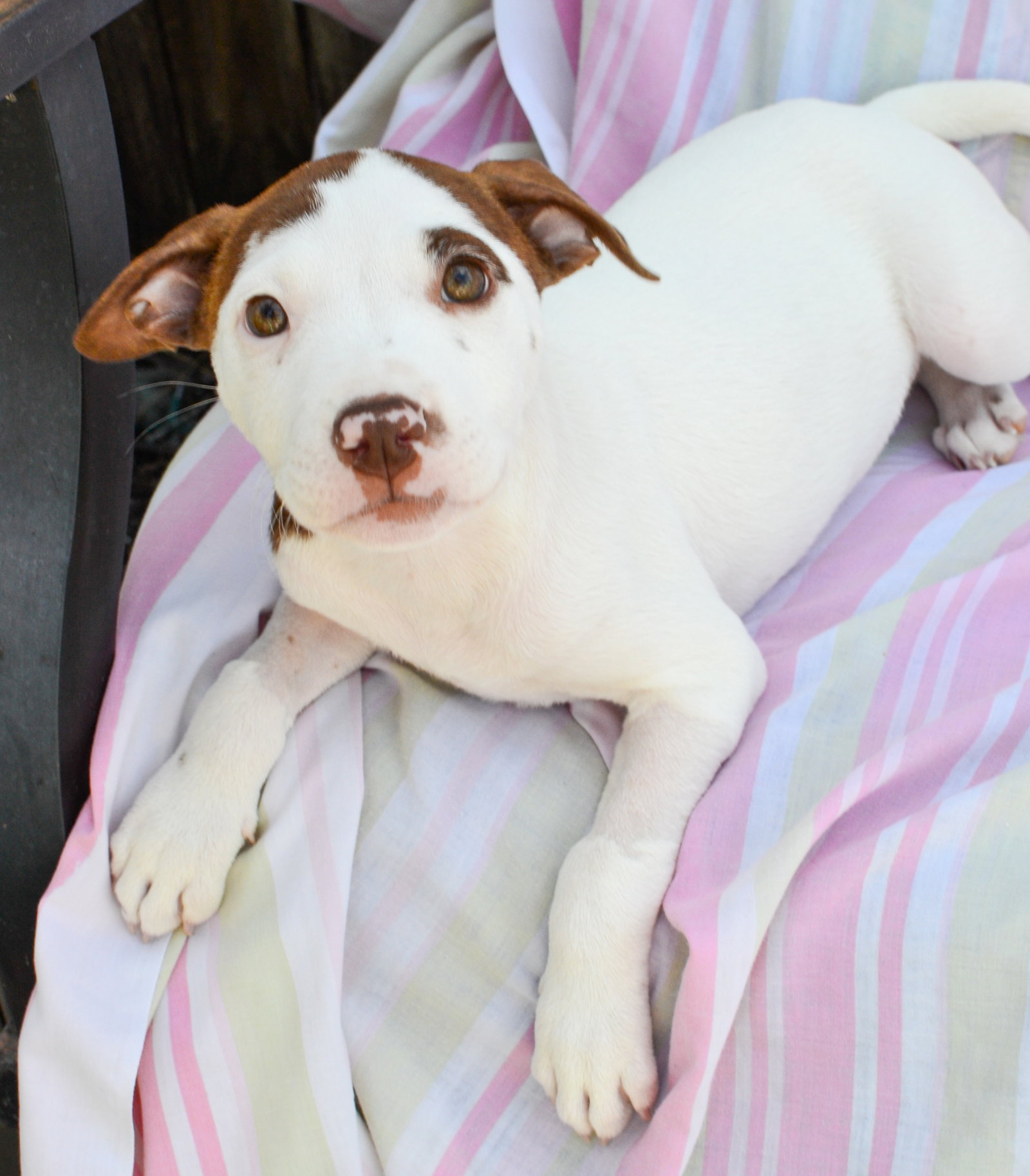 Dog for Adoption - Cha Cha, a American Pit Bull Terrier in Riviera ...