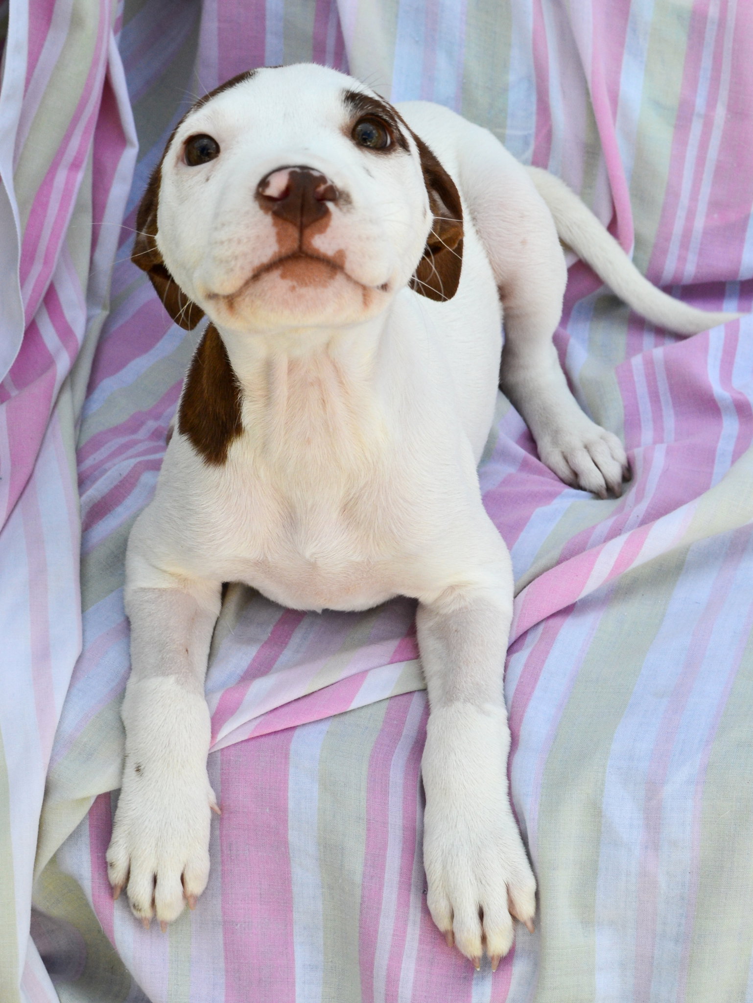 Dog for Adoption - Cha Cha, a American Pit Bull Terrier in Riviera ...