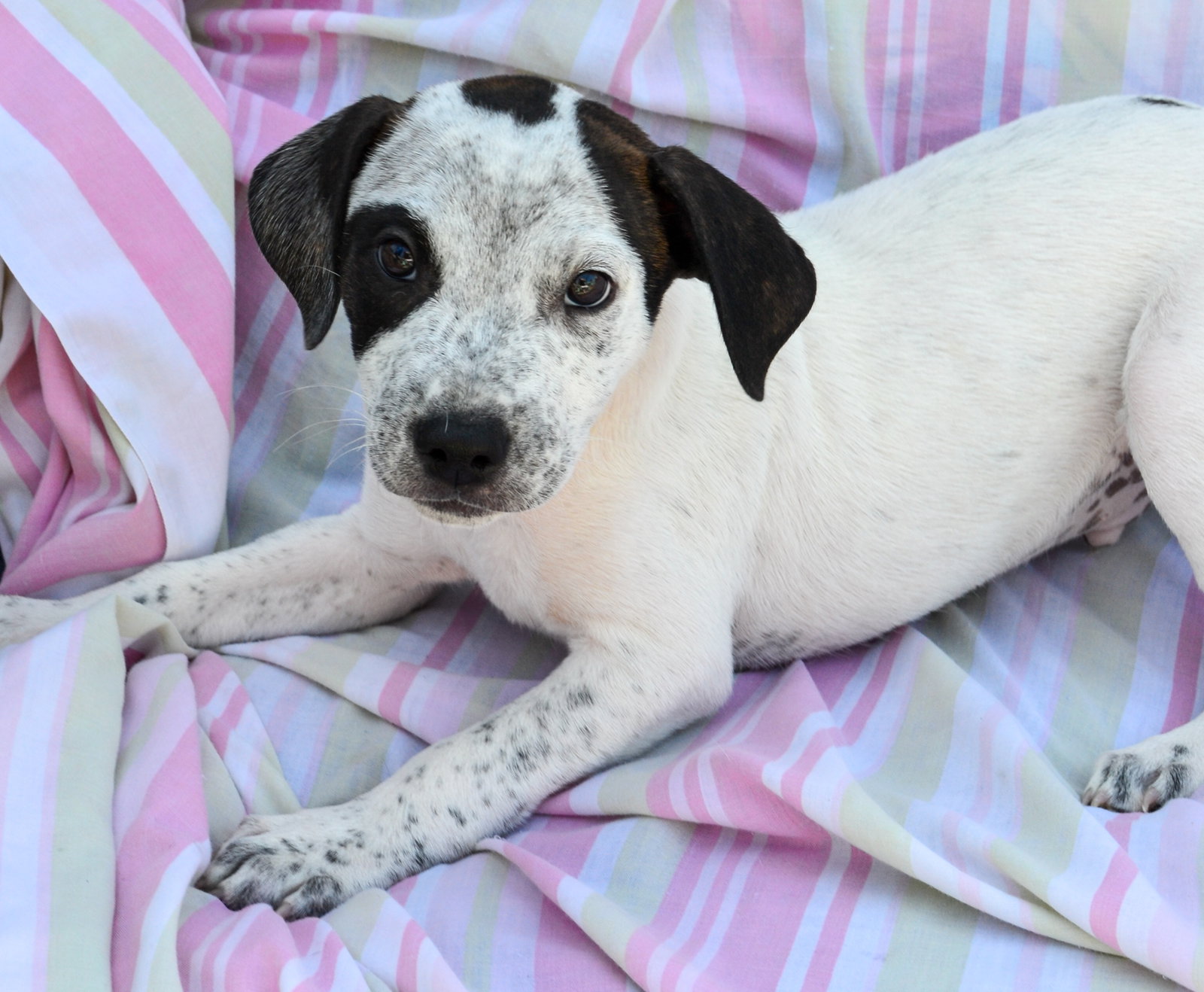 Dog for Adoption - Chico, a American Pit Bull Terrier in Carver Ranches ...