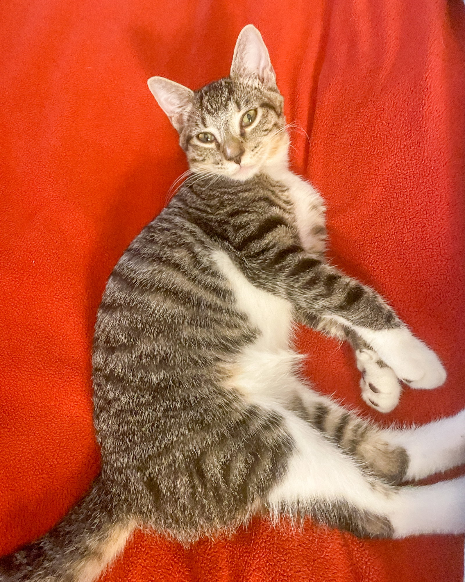 Cats for Adoption in Martin County, Florida | Alpha Paw