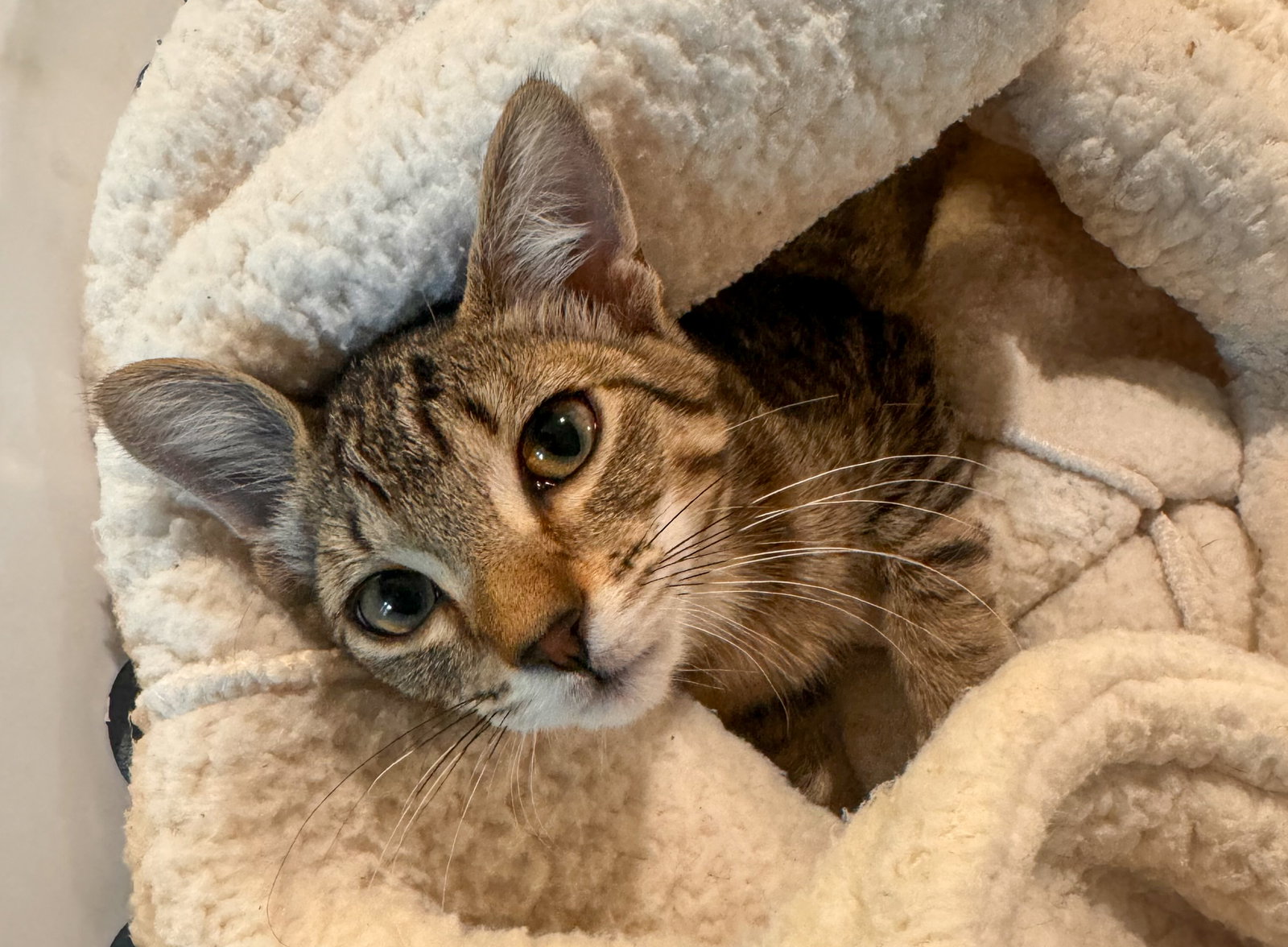 Cats for Adoption in Cutler Ridge, Florida | Alpha Paw