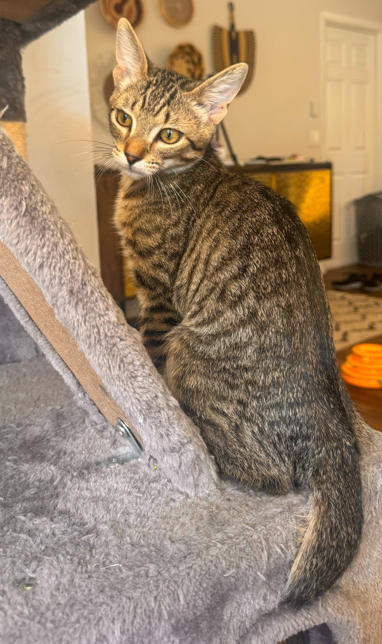 Cats for Adoption in Cutler Ridge, Florida | Alpha Paw
