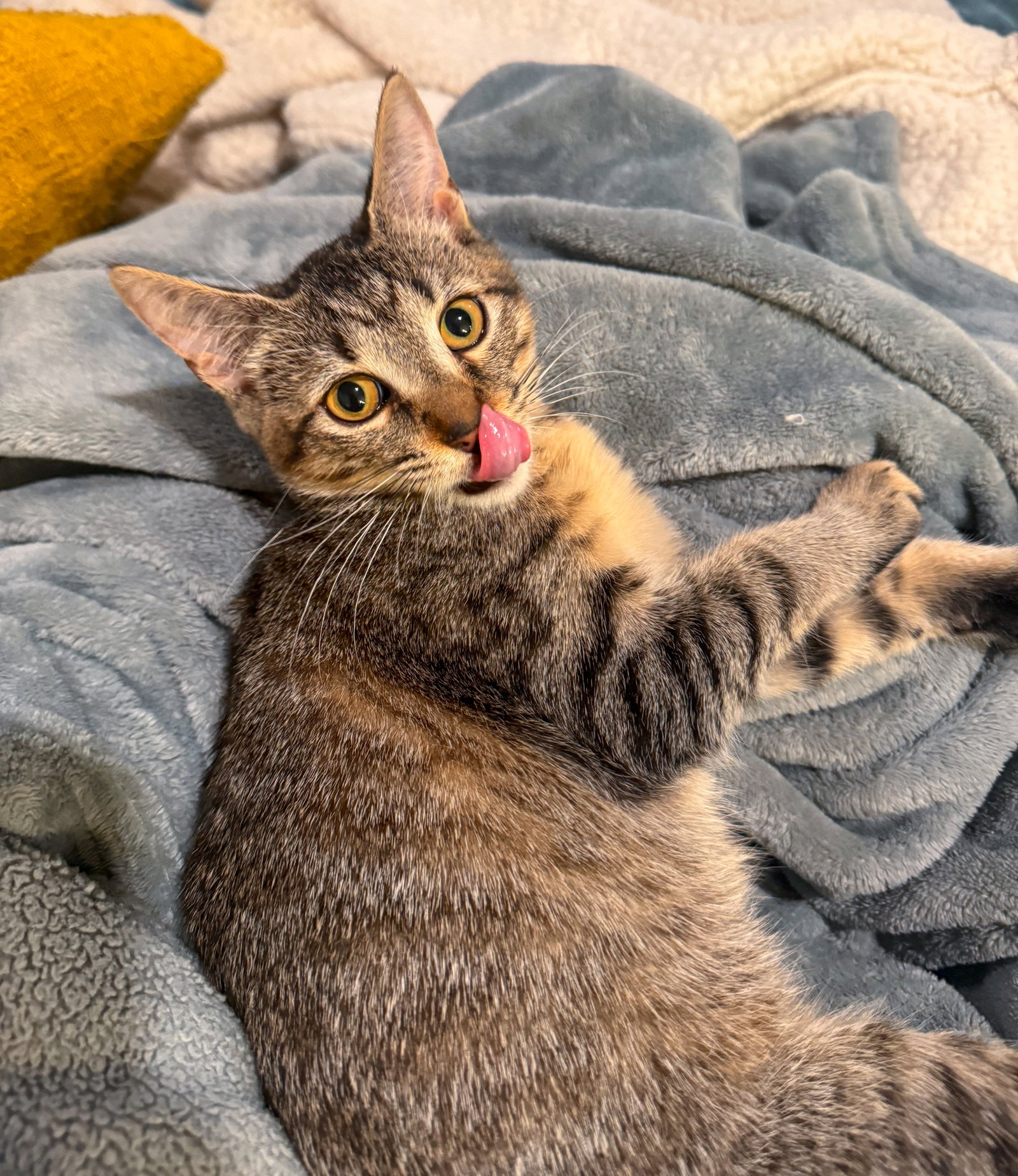 Cats for Adoption in Palm Aire, Florida | Alpha Paw