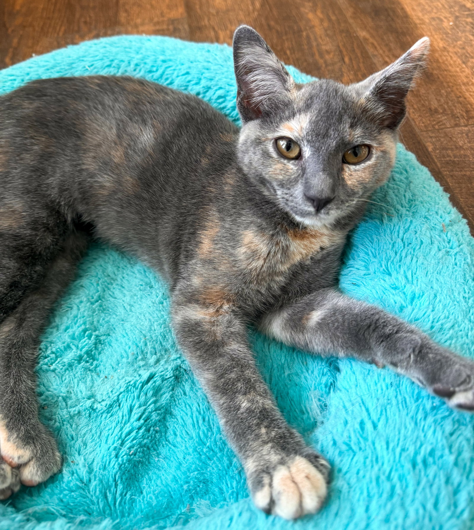 Cats for Adoption in Wellington, Florida | Alpha Paw