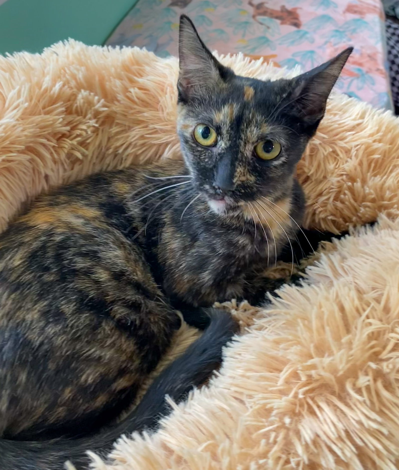 Cats for Adoption in Miami, Florida | Alpha Paw