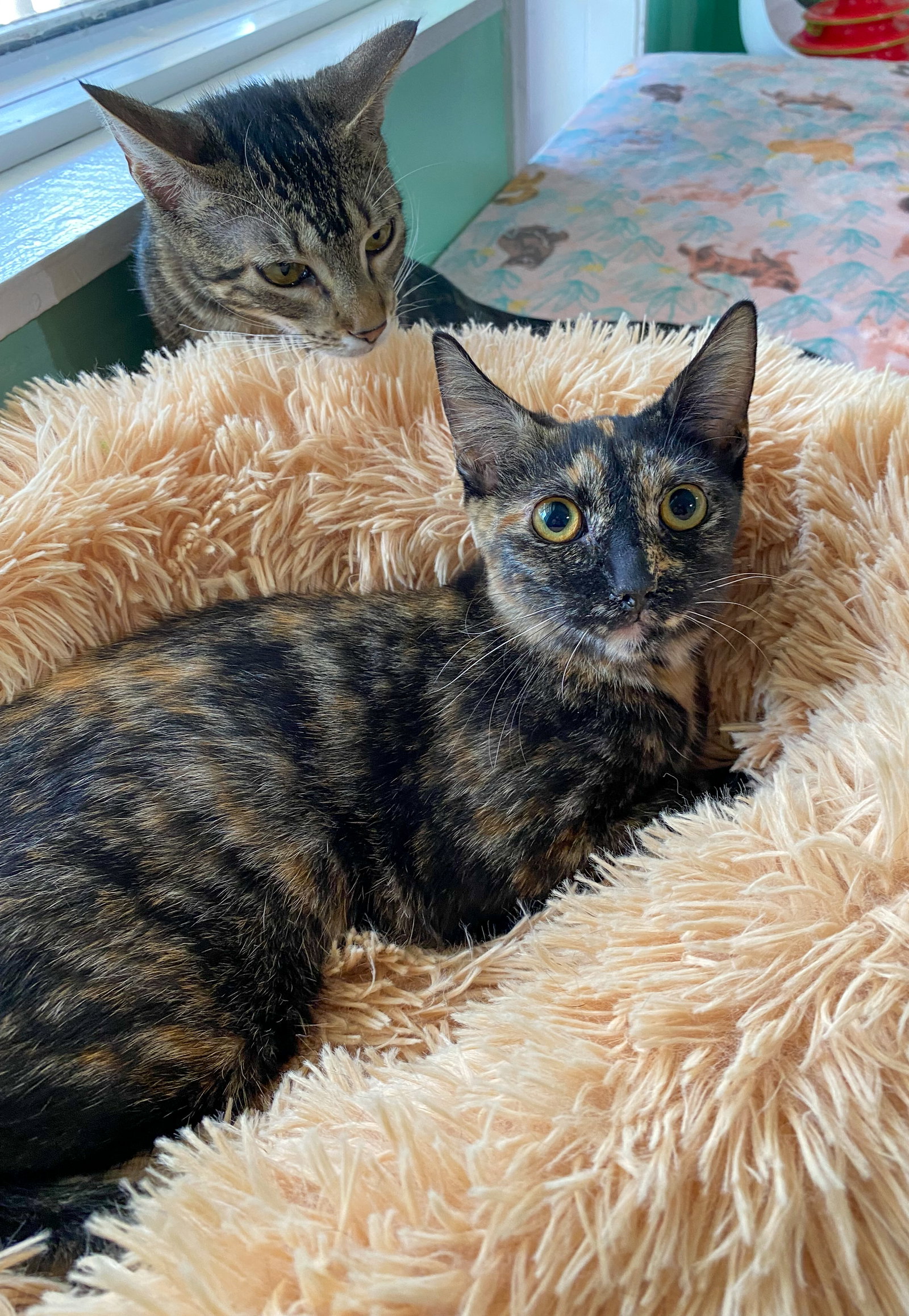 Cats for Adoption in Miami, Florida | Alpha Paw