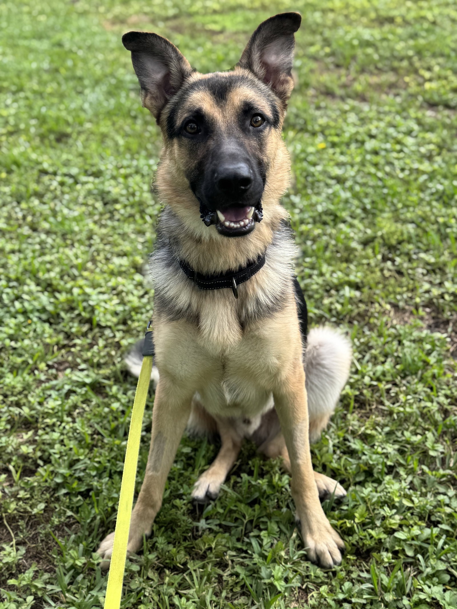 Dog for Adoption - Buddy, a German Shepherd Dog in Lake Clarke Shores ...