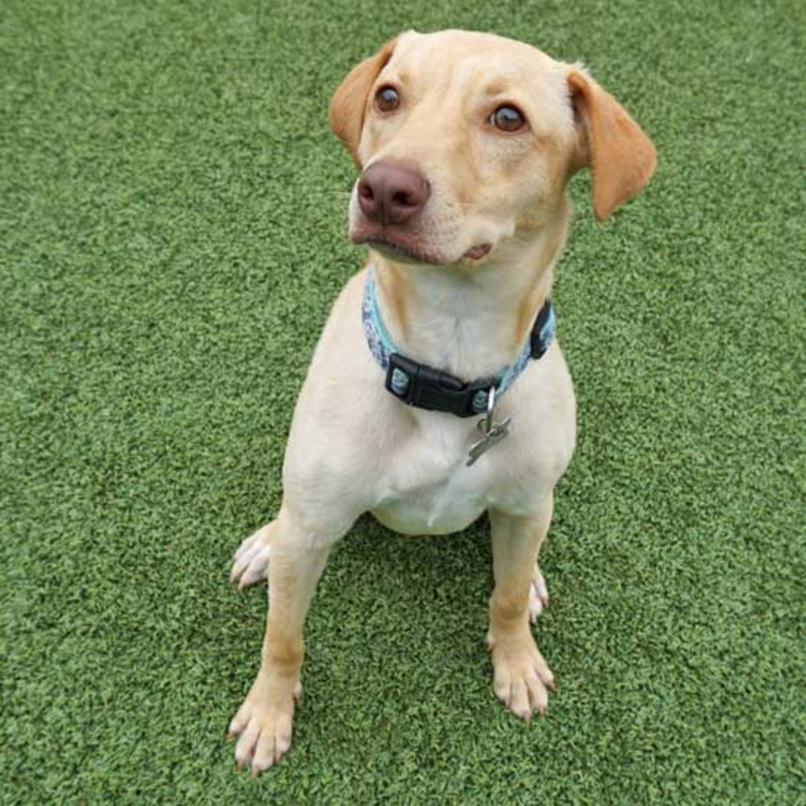 Dog for Adoption - Tink, a in Temecula, CA | Alpha Paw