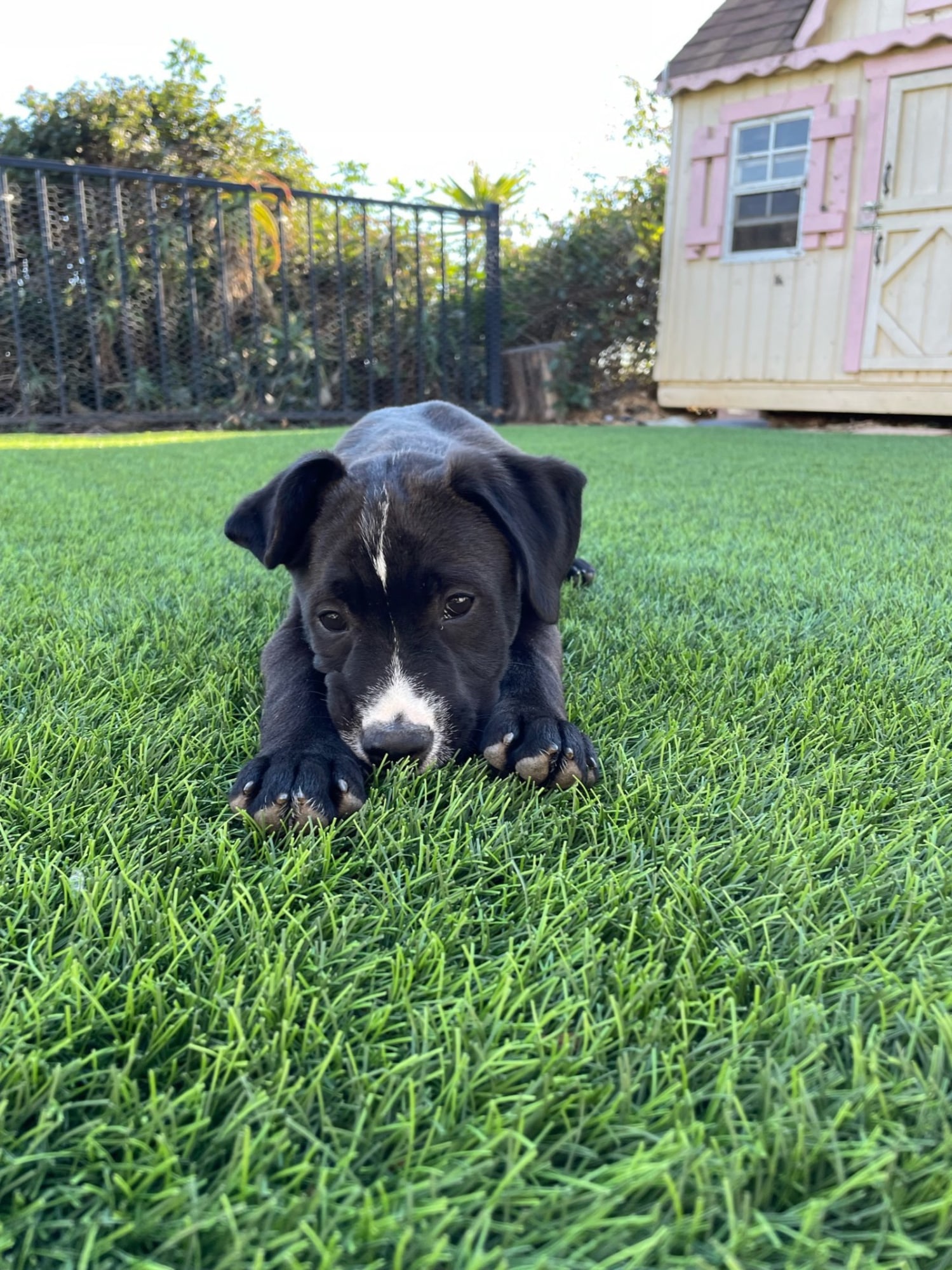 Dog for Adoption - Bolero, a in La Jolla, CA | Alpha Paw