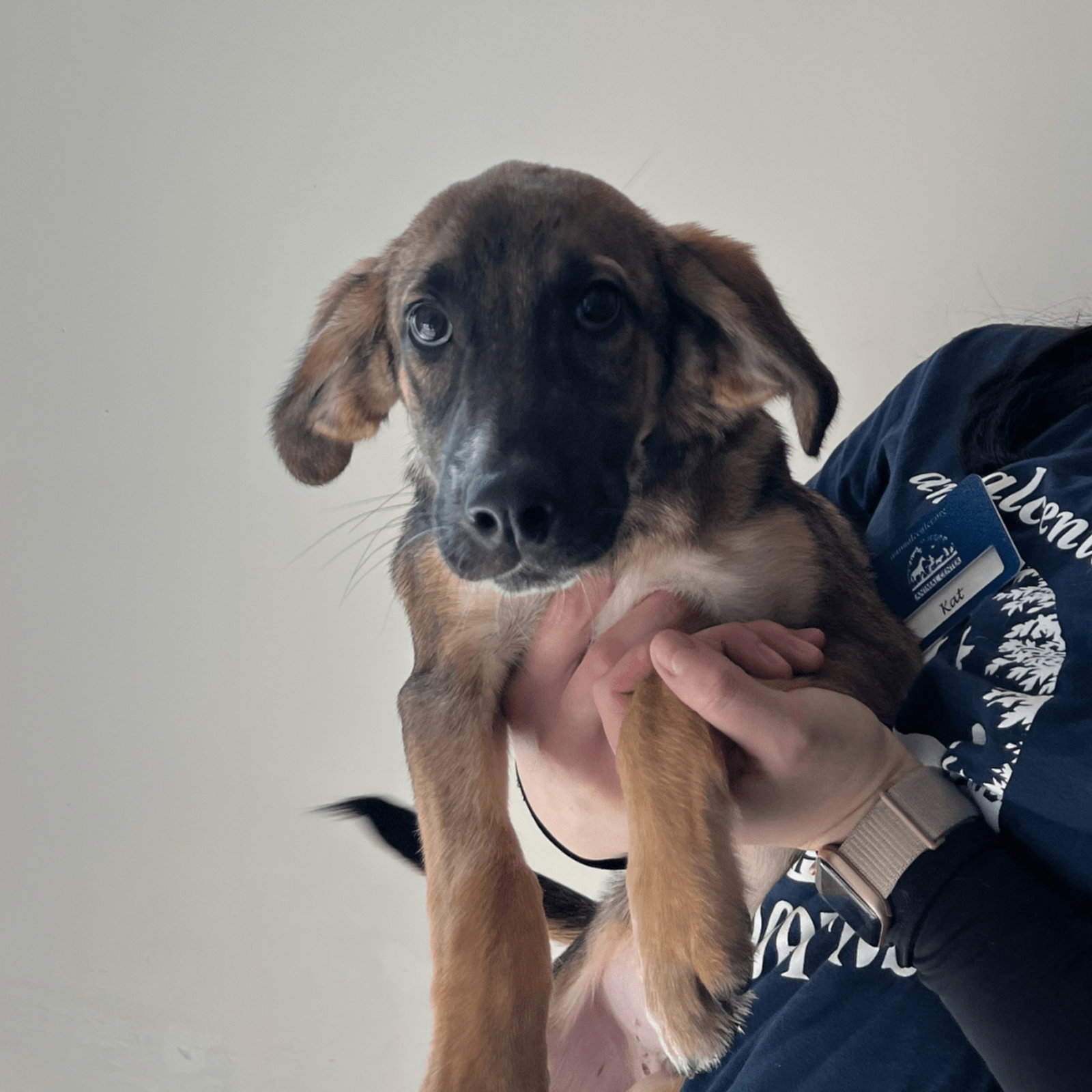 Dog for Adoption - Roman, a in La Jolla, CA | Alpha Paw