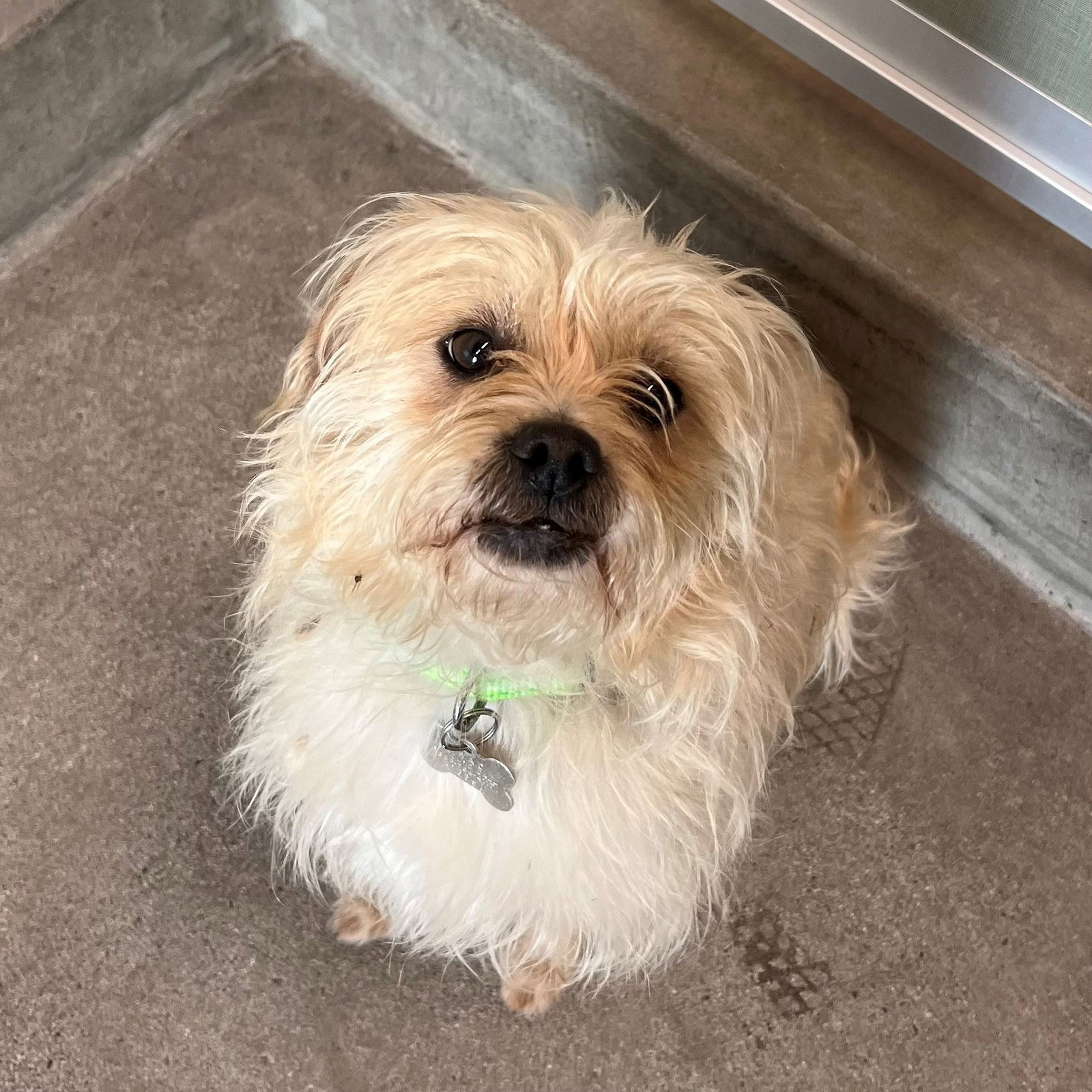 Dog adoption in Rancho Santa Fe, CA 92067: Unknown breed Dog "Storm ...