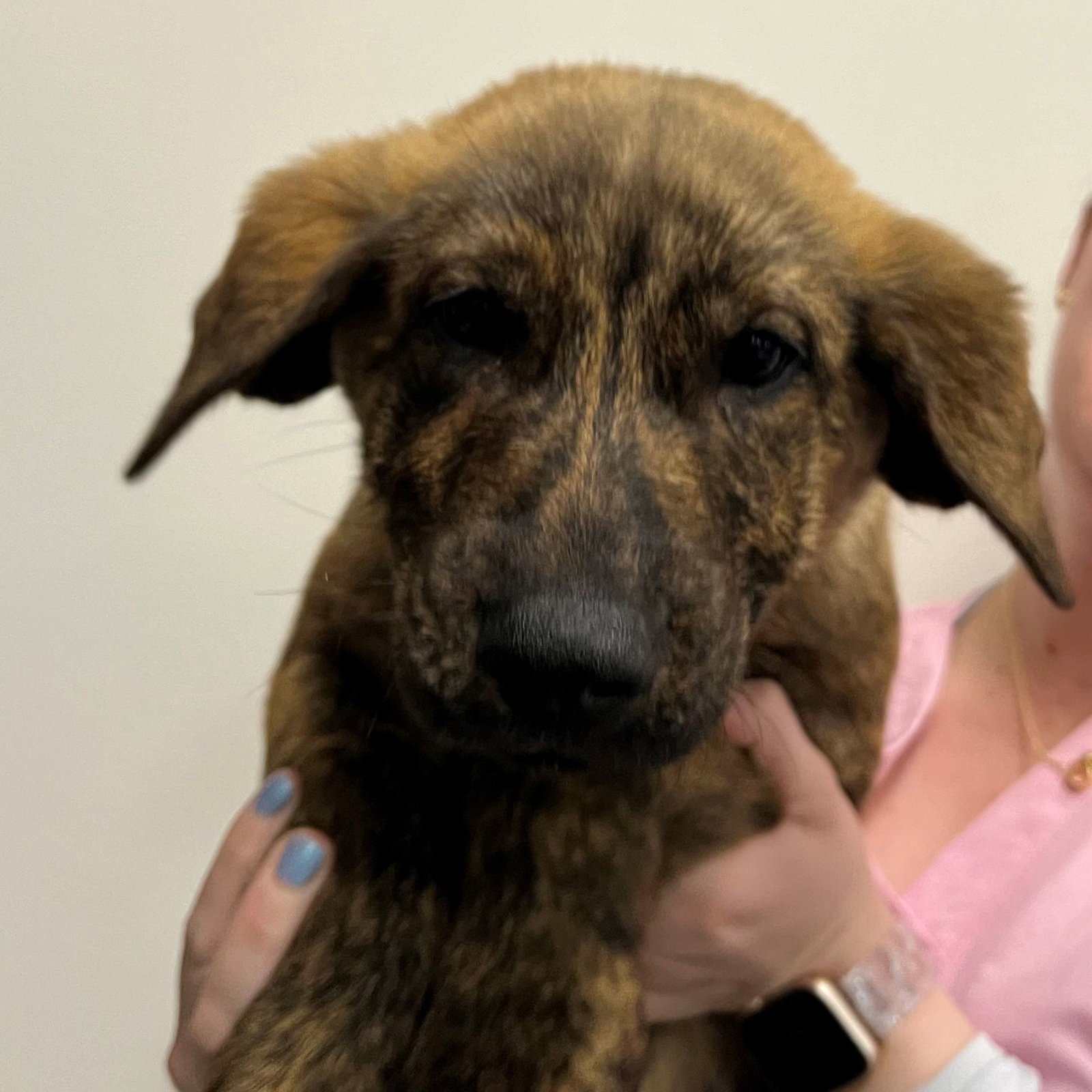 Dog adoption in Rancho Santa Fe, CA 92067: Unknown breed Dog "Cactus"