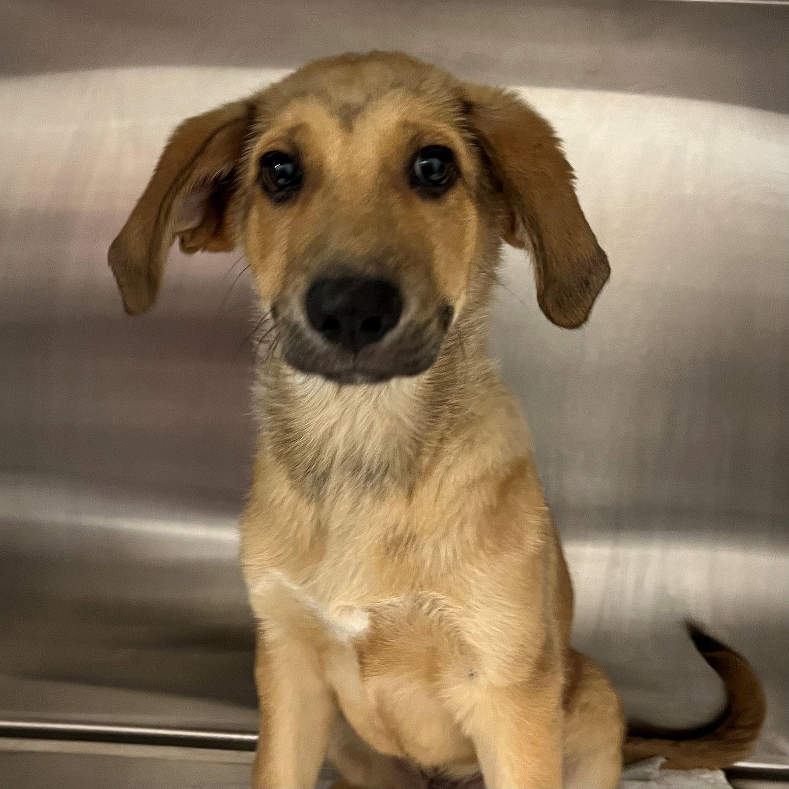 Dog adoption in Rancho Santa Fe, CA 92067: Unknown breed Dog "Canyon"