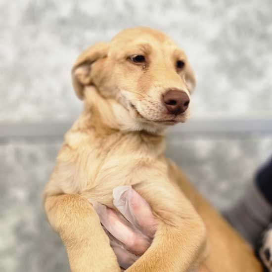 Dog adoption in Rancho Santa Fe, CA 92067: Unknown breed Dog "Calloway"