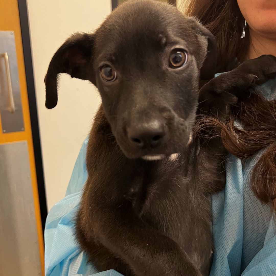 Dog adoption in Rancho Santa Fe, CA 92067: Unknown breed Dog "Buckley"