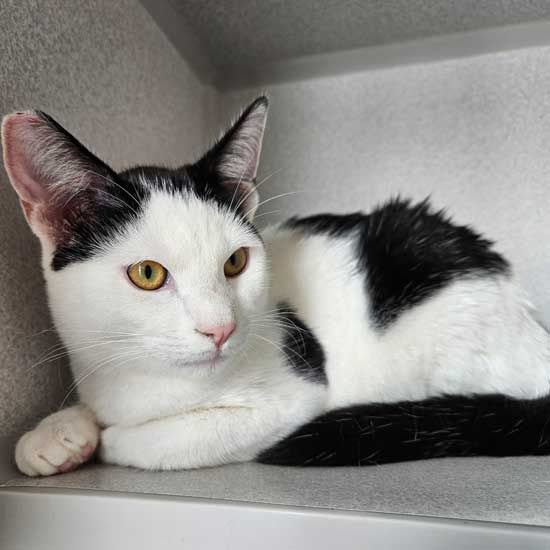 Cat adoption in Rancho Santa Fe, CA 92067: Mixed Cat "Bert"