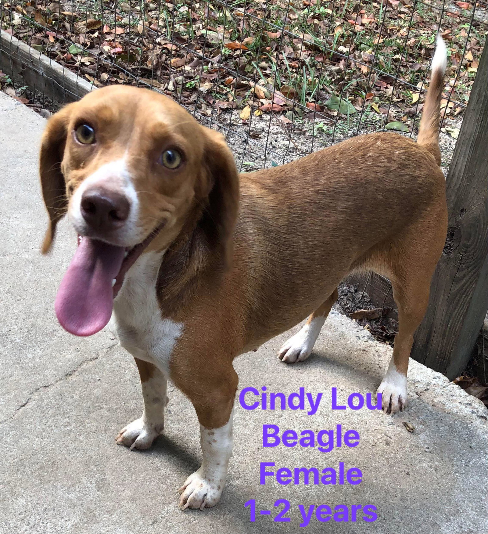 Cindy Lou's Web Page