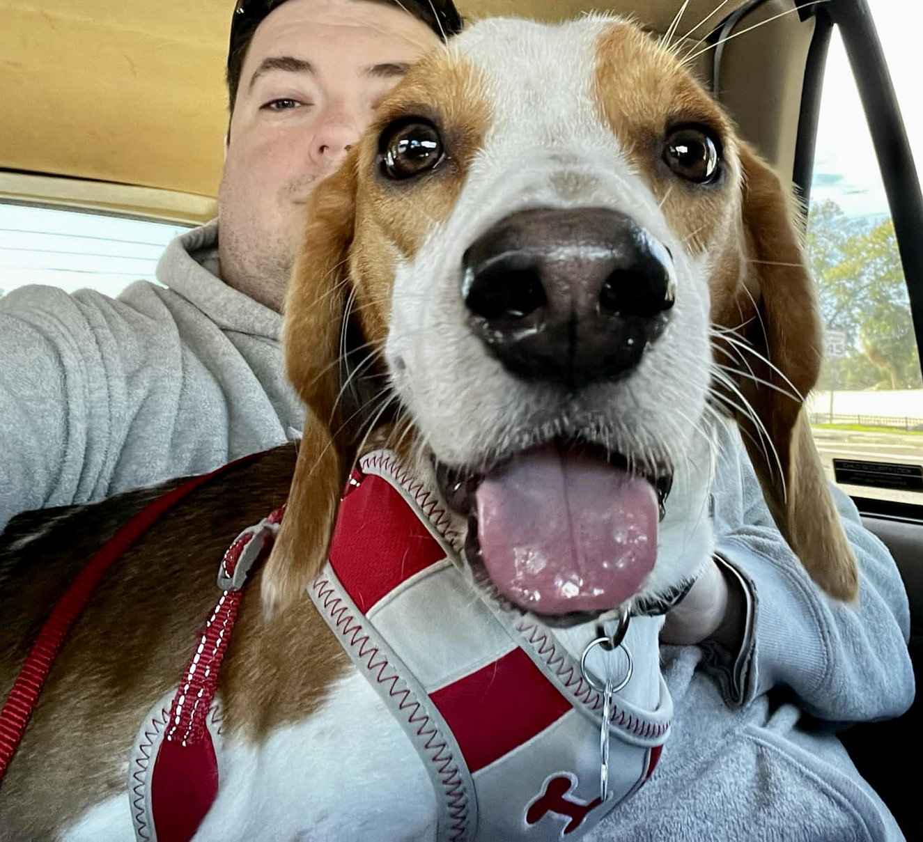 Dog for Adoption - Paulie, a Beagle in Indian Shores, FL | Alpha Paw