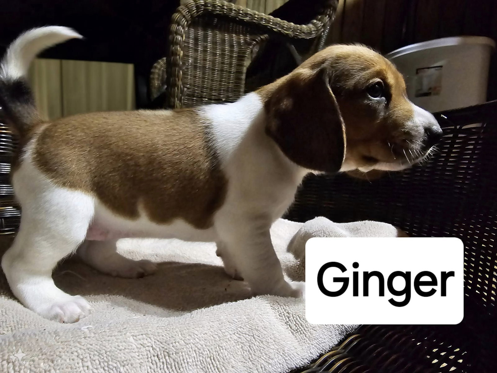 Birdie's pup Ginger's Web Page