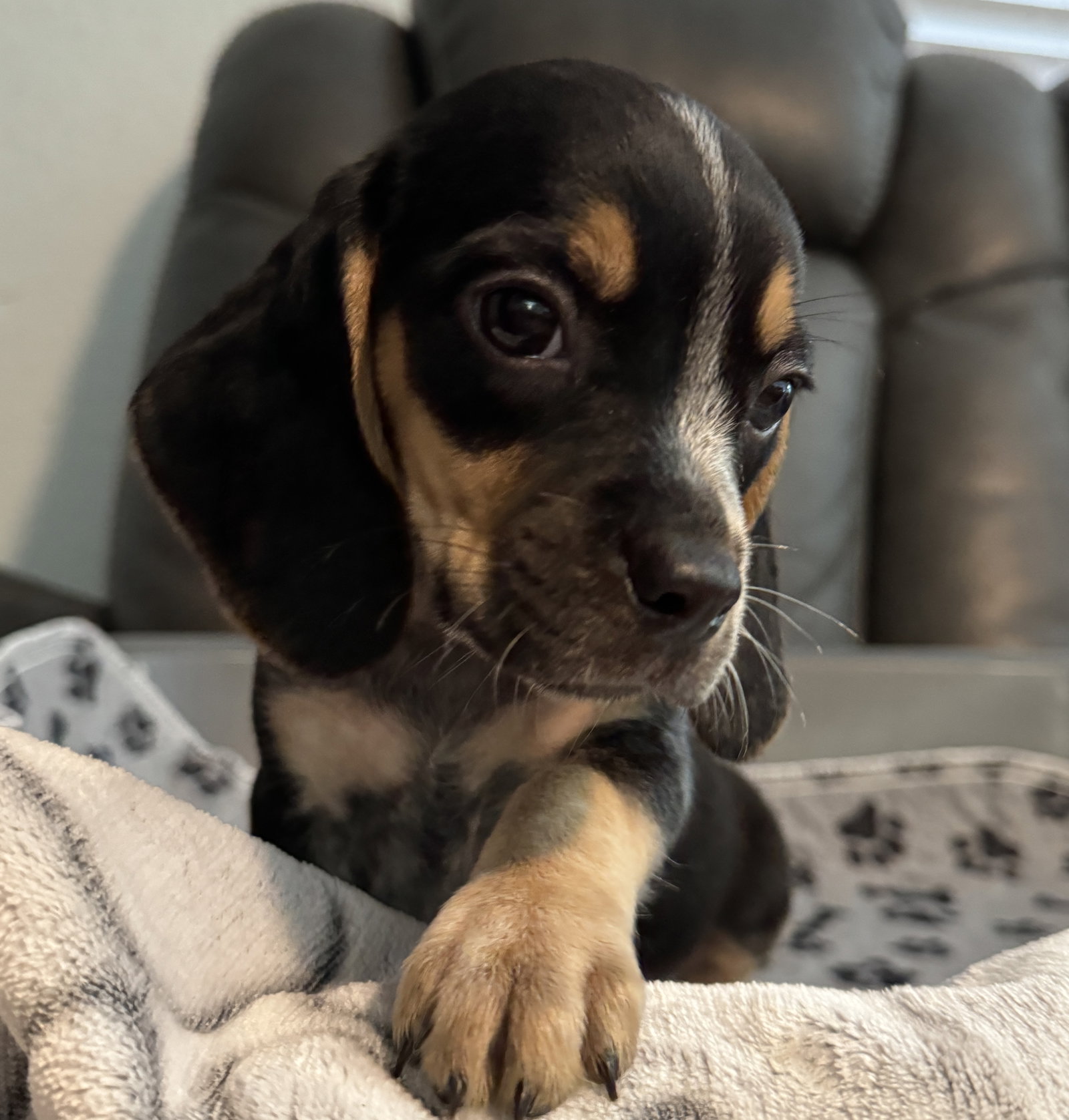 Alexis' Puppy Ruffles' Web Page