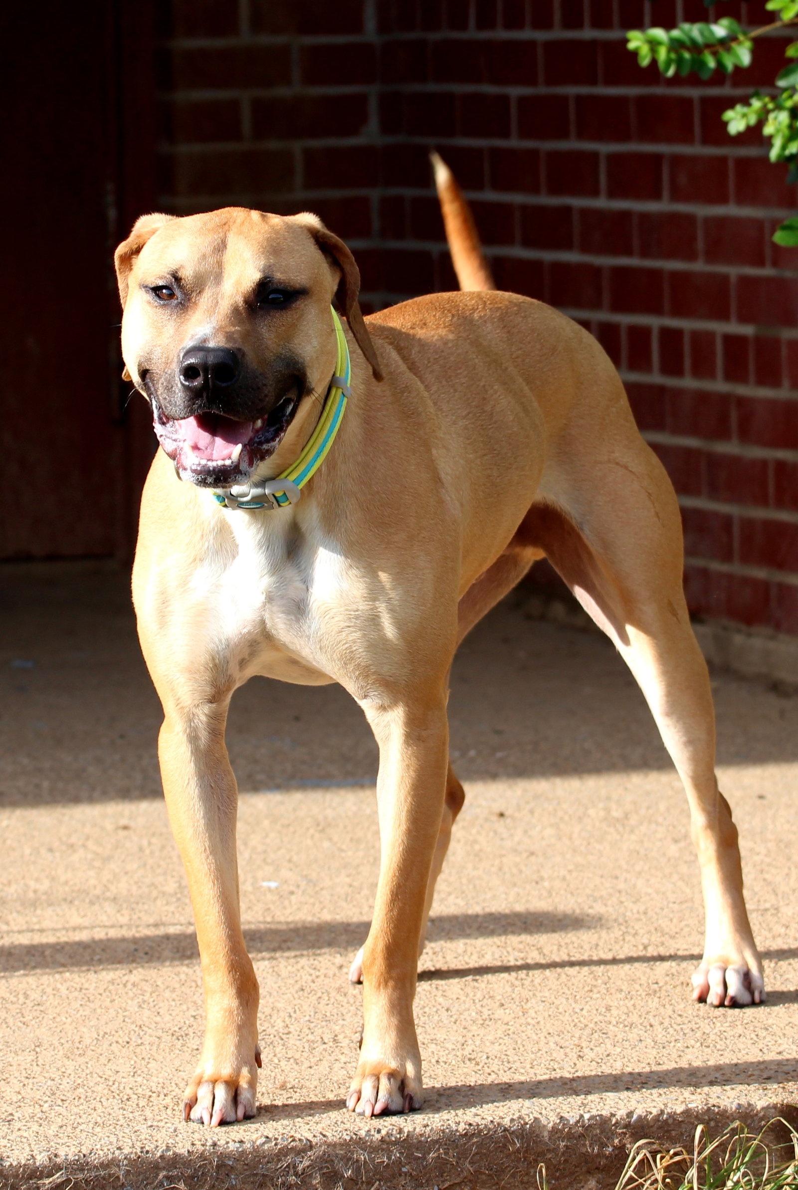 Dog for Adoption - Murray, a Rhodesian Ridgeback in Beaver Dam, KY ...