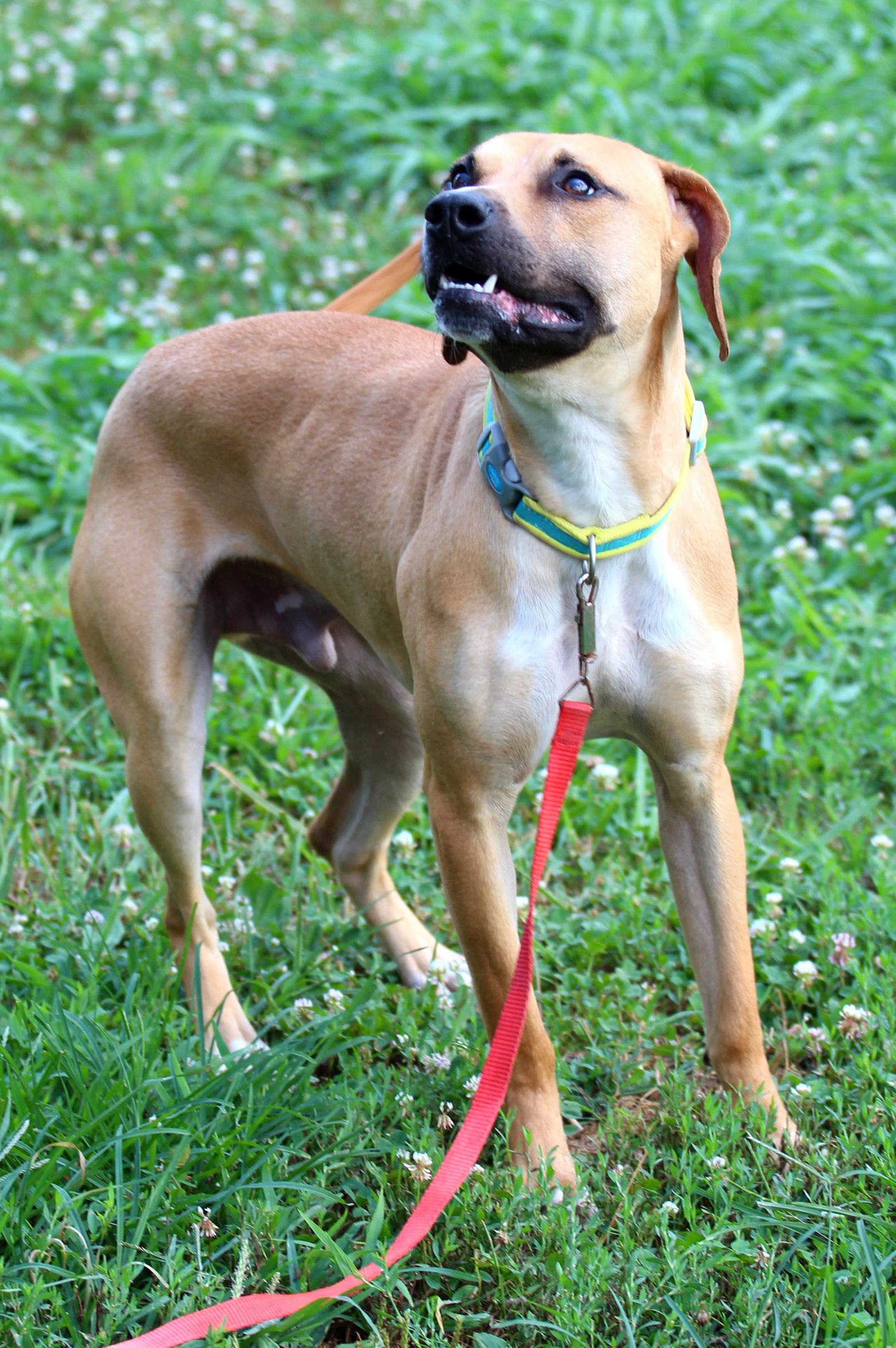 Dog for Adoption - Murray, a Rhodesian Ridgeback in Beaver Dam, KY ...