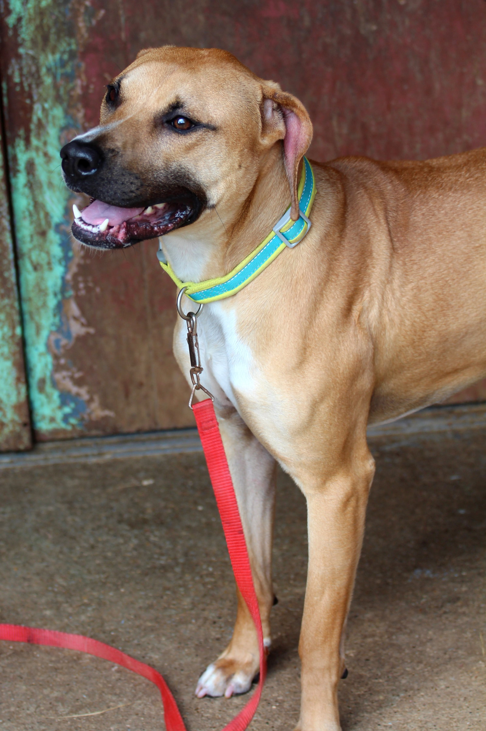 Dog for Adoption - Murray, a Rhodesian Ridgeback in Beaver Dam, KY ...