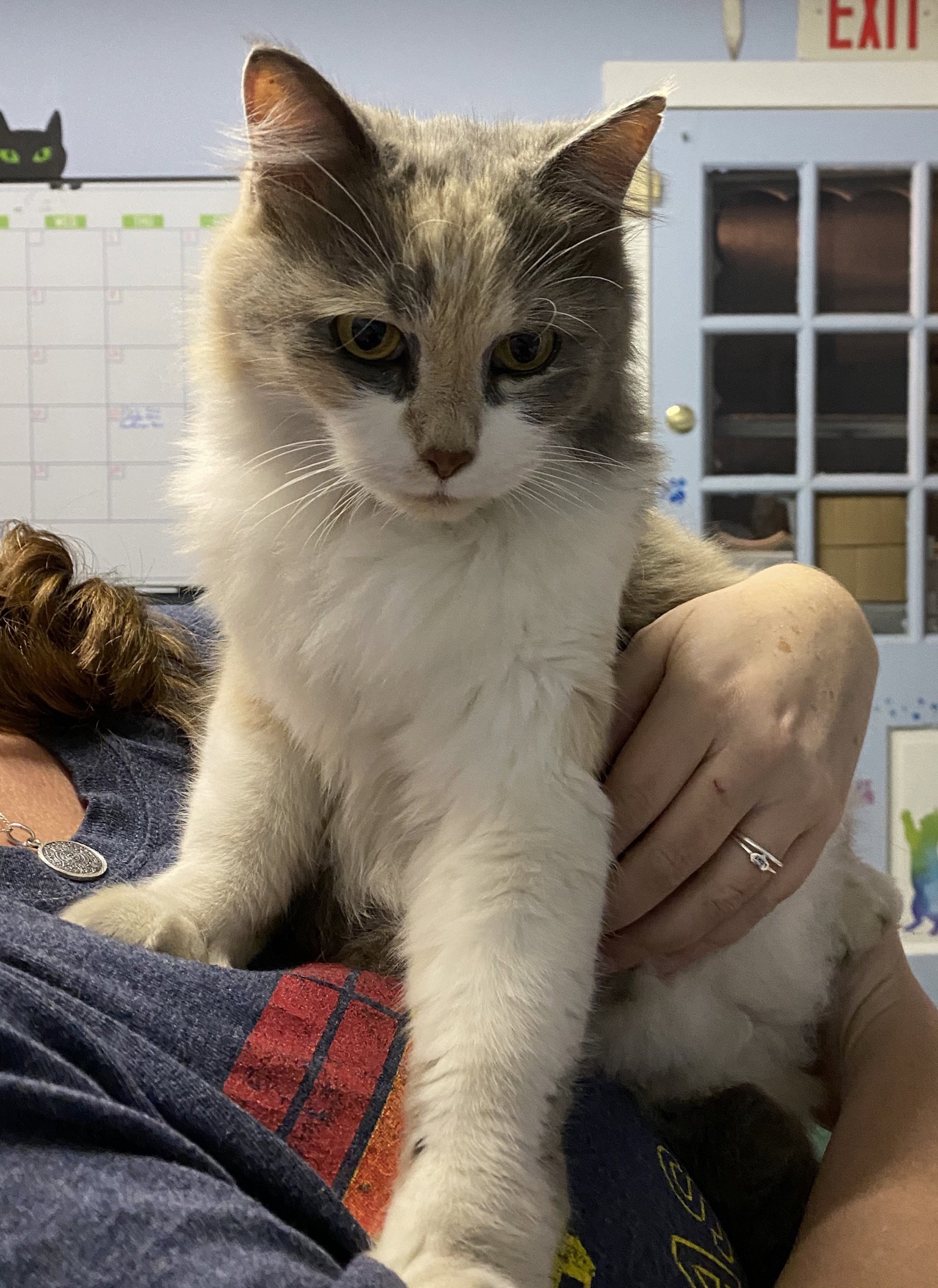 Cat adoption in Stroudsburg, PA 18360: Dilute Calico / Domestic Medium ...