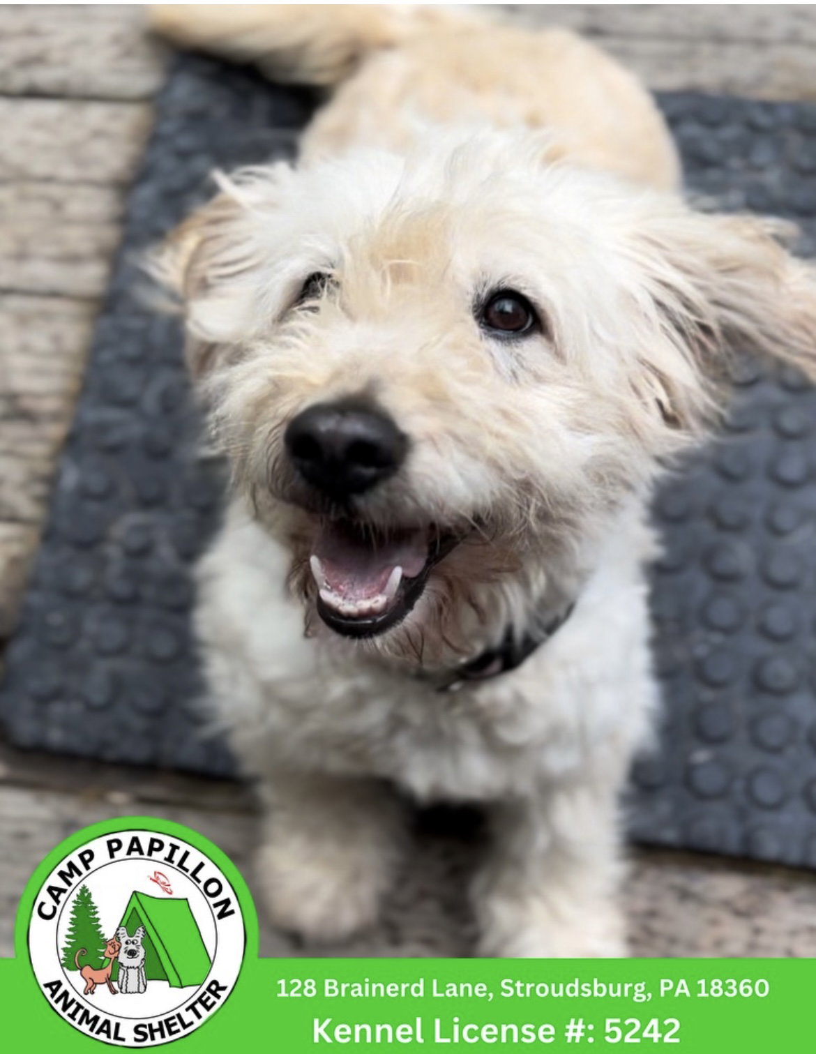 Dog for Adoption - Skyla, a Poodle (Miniature) in Port Jervis, NY ...