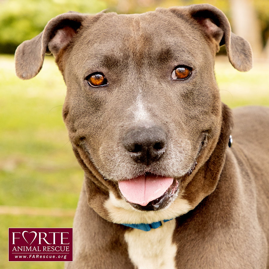 Dog for Adoption - Junji, a American Staffordshire Terrier in Seal ...