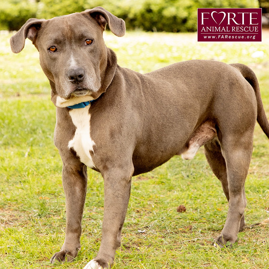 Dog for Adoption - Junji, a American Staffordshire Terrier in Seal ...