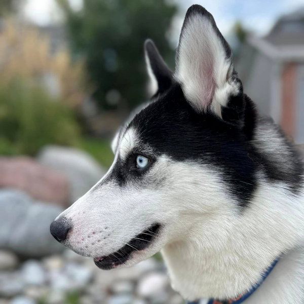 Dog for Adoption - Bruno Mars, a Siberian Husky in Gilcrest, CO | Alpha Paw