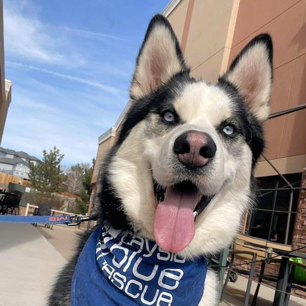 Dog for Adoption - Farrell, a Siberian Husky in Edgewater, CO | Alpha Paw