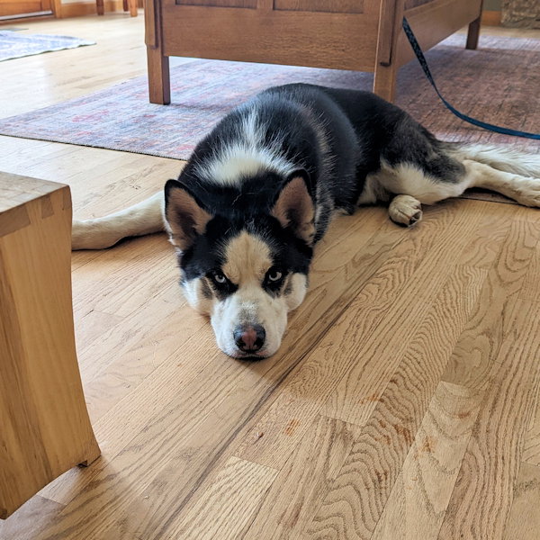 Dog for Adoption - Farrell, a Siberian Husky in Edgewater, CO | Alpha Paw