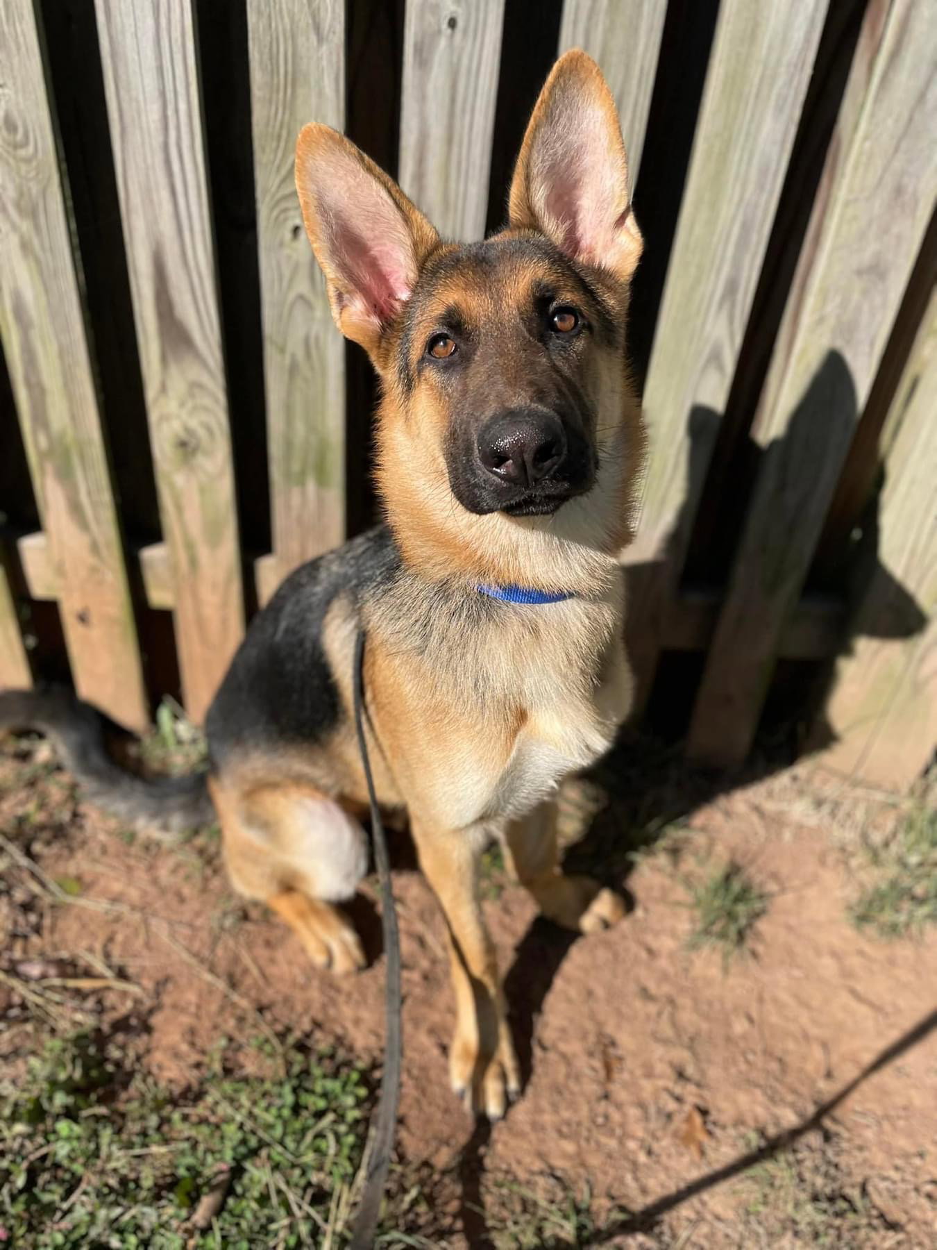 Dog for Adoption - Jethro, a German Shepherd Dog in Cecil County, MD ...