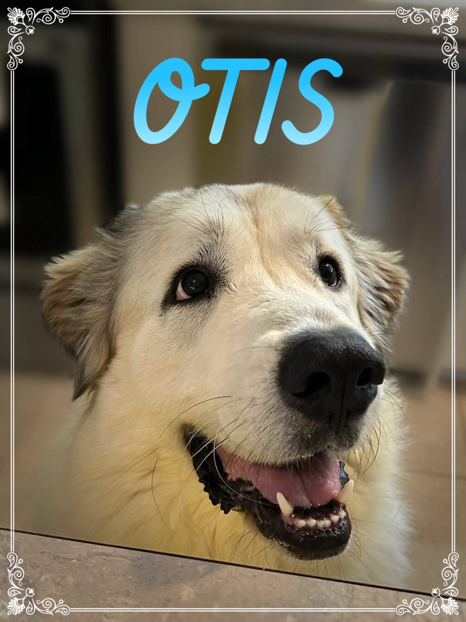 Dog for Adoption - Otis, a Great Pyrenees in Brooklyn Park, MD | Alpha Paw