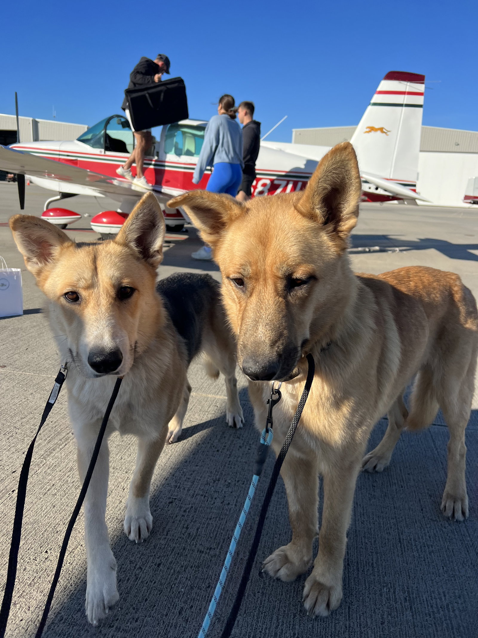 Dog for Adoption - Jamie, a German Shepherd Dog in Lake Shore, MD ...
