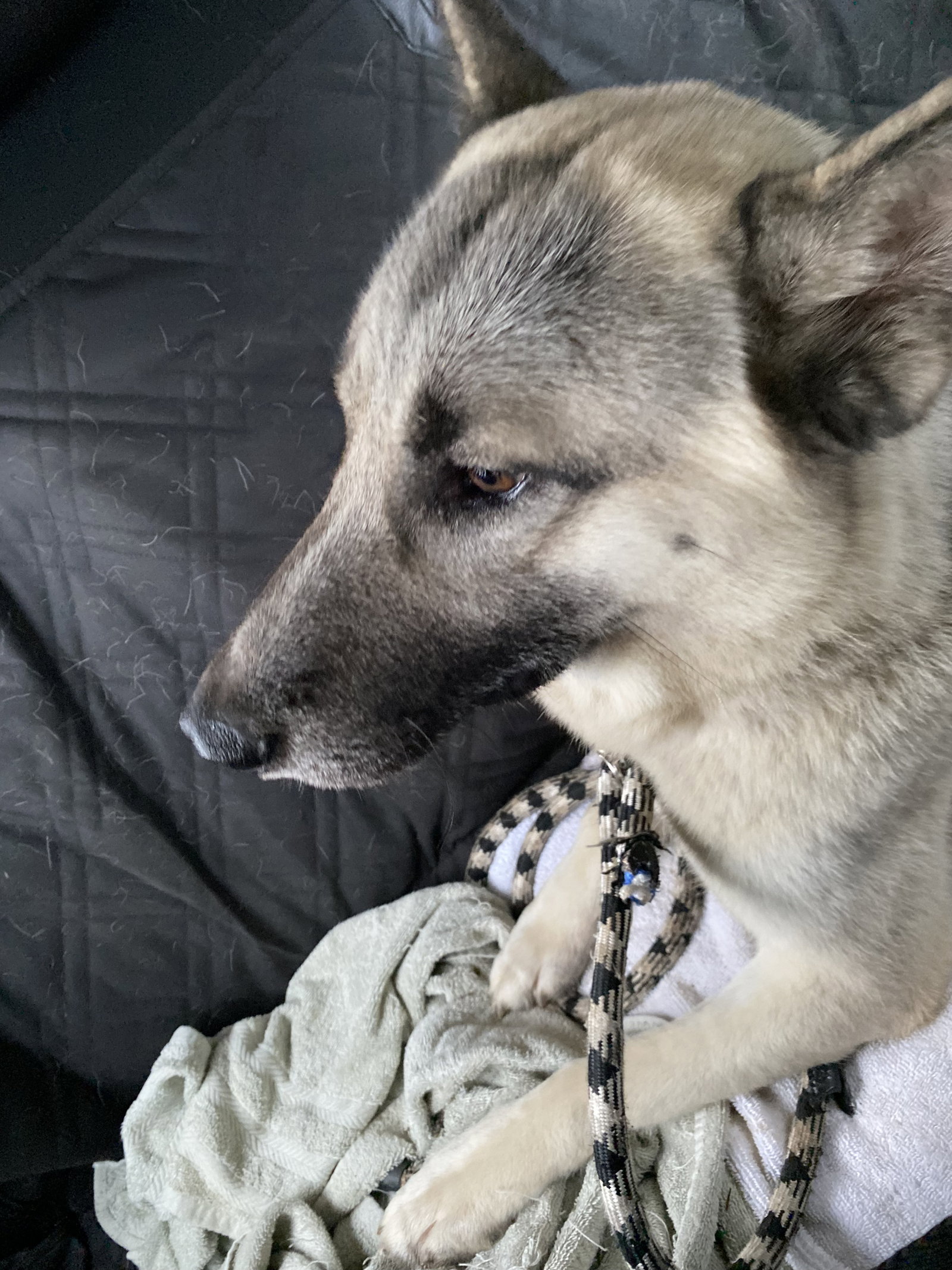 Dog for Adoption - XENO, a German Shepherd Dog in Charlestown, MD ...
